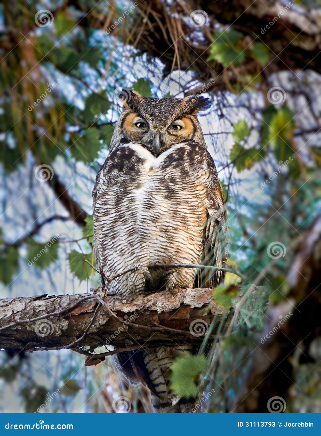 Horned Owl Looks Down from Above Stock Image - Image of great, black ...