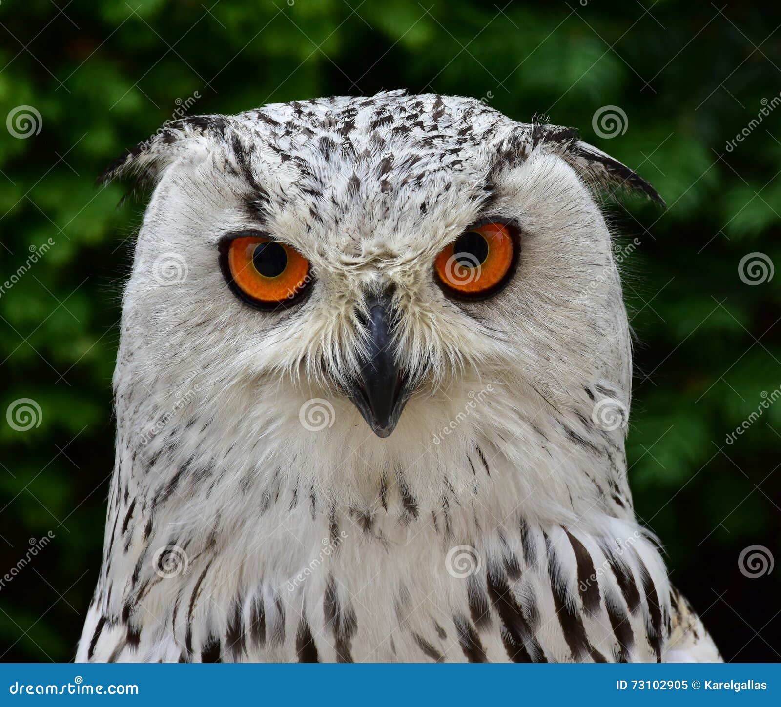 Horned owl stock image. Image of horned, closeup, white - 73102905