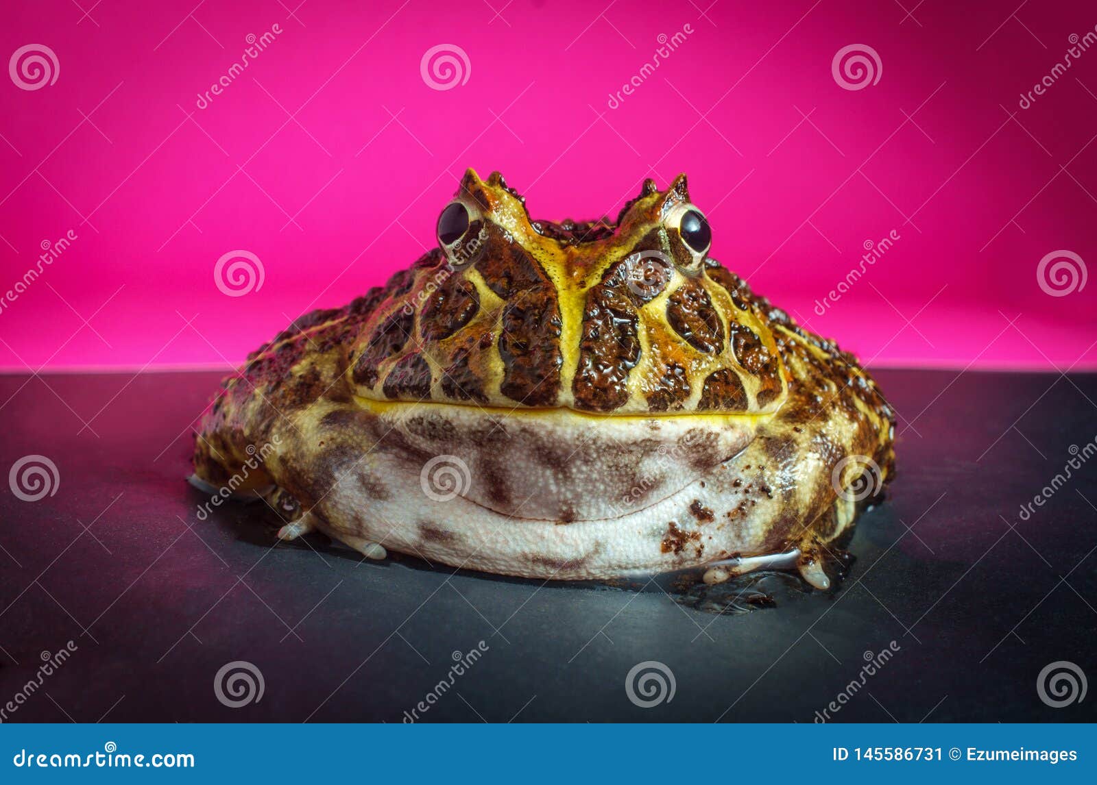 Horned Pacman Frog stock image. Image of eyes, closeup - 145586731