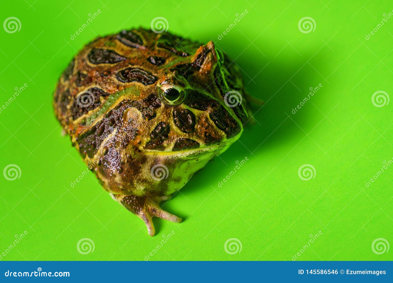 Horned Pacman groda arkivfoto. Bild av utsmyckat, fett - 145586546