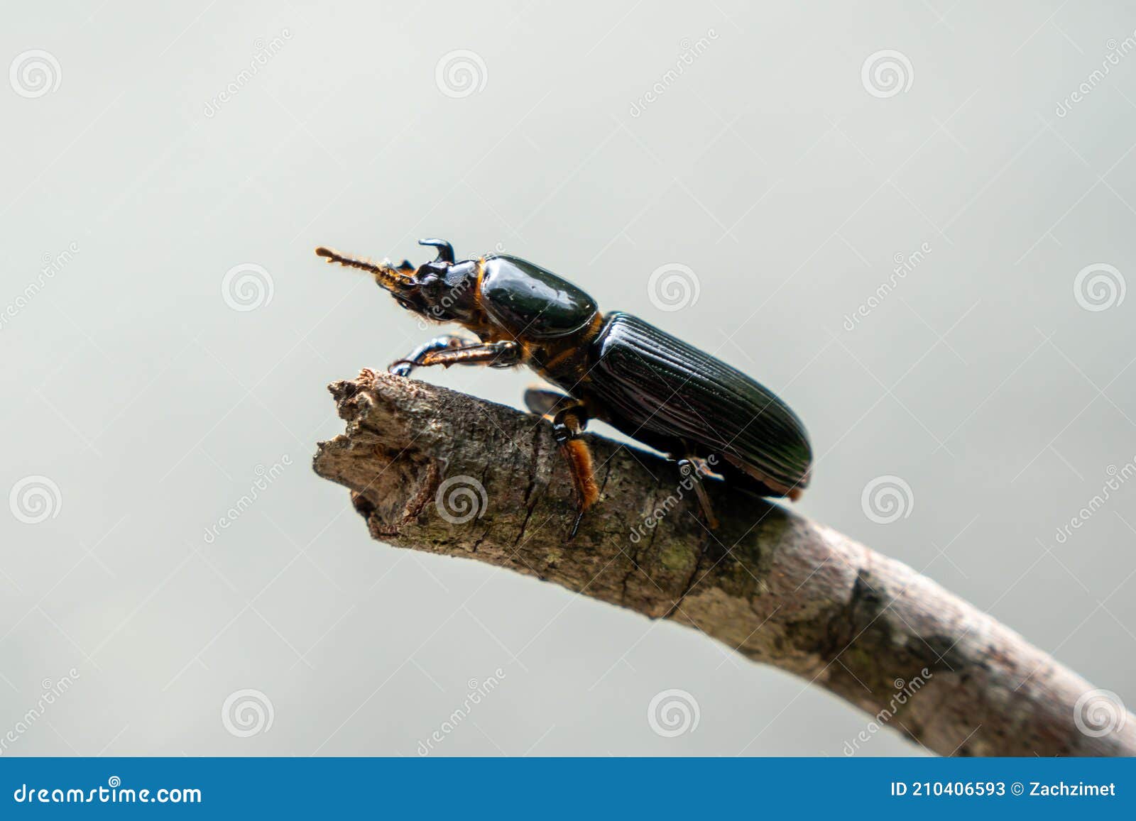 Horned Passalus Beetle Climbing on the Edge of a Stick Stock Image ...