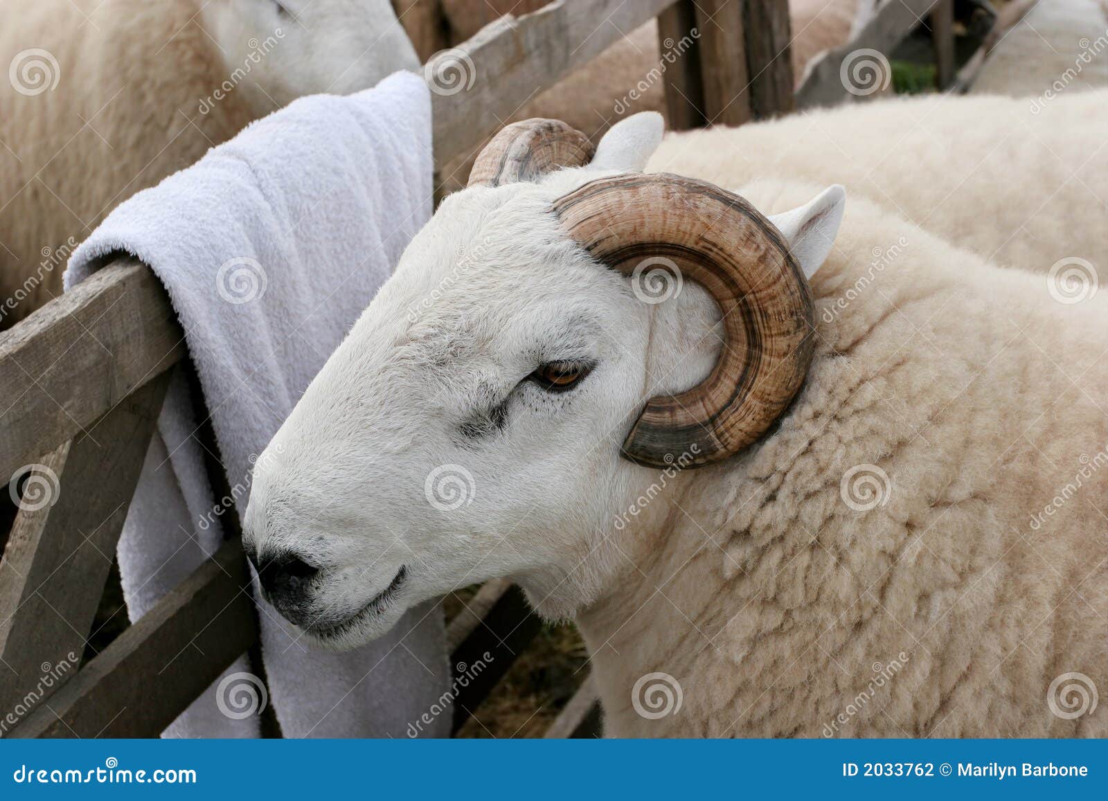 Horned Ram stock photo. Image of masculine, soft, textures - 2033762