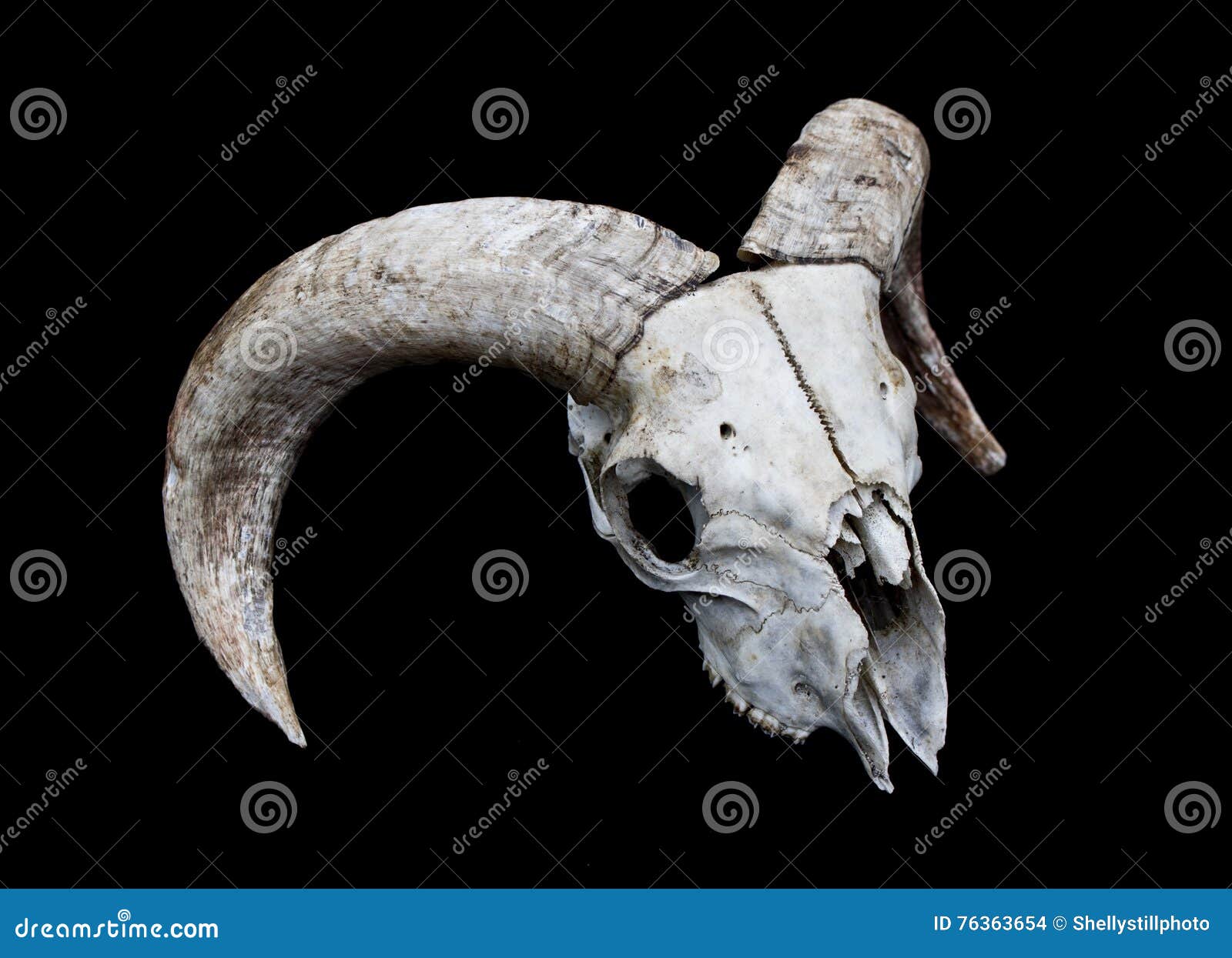 Horned Ram Sheep Skull Head on Black Background Stock Photo - Image of ...