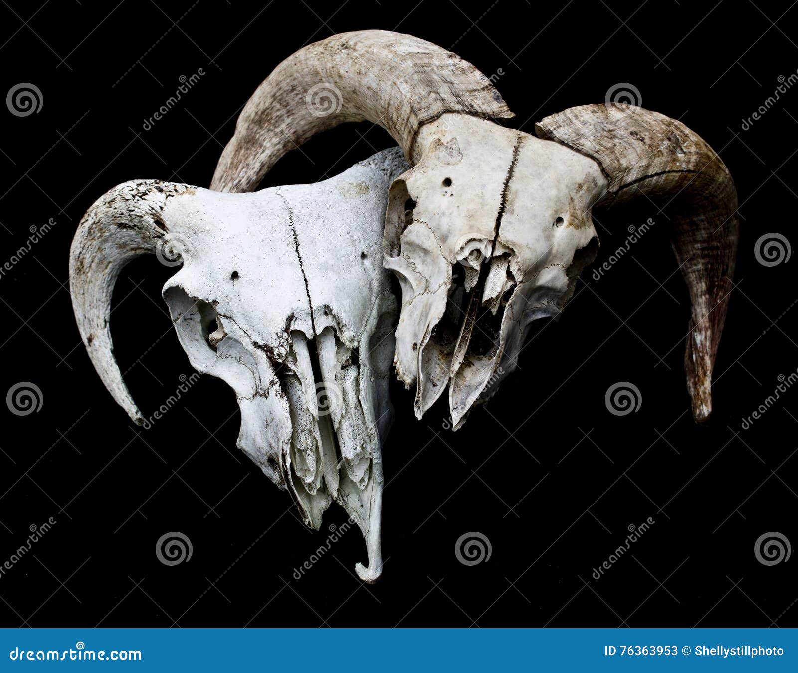 Horned Ram Sheep Skull Head on Black Background Stock Image - Image of ...