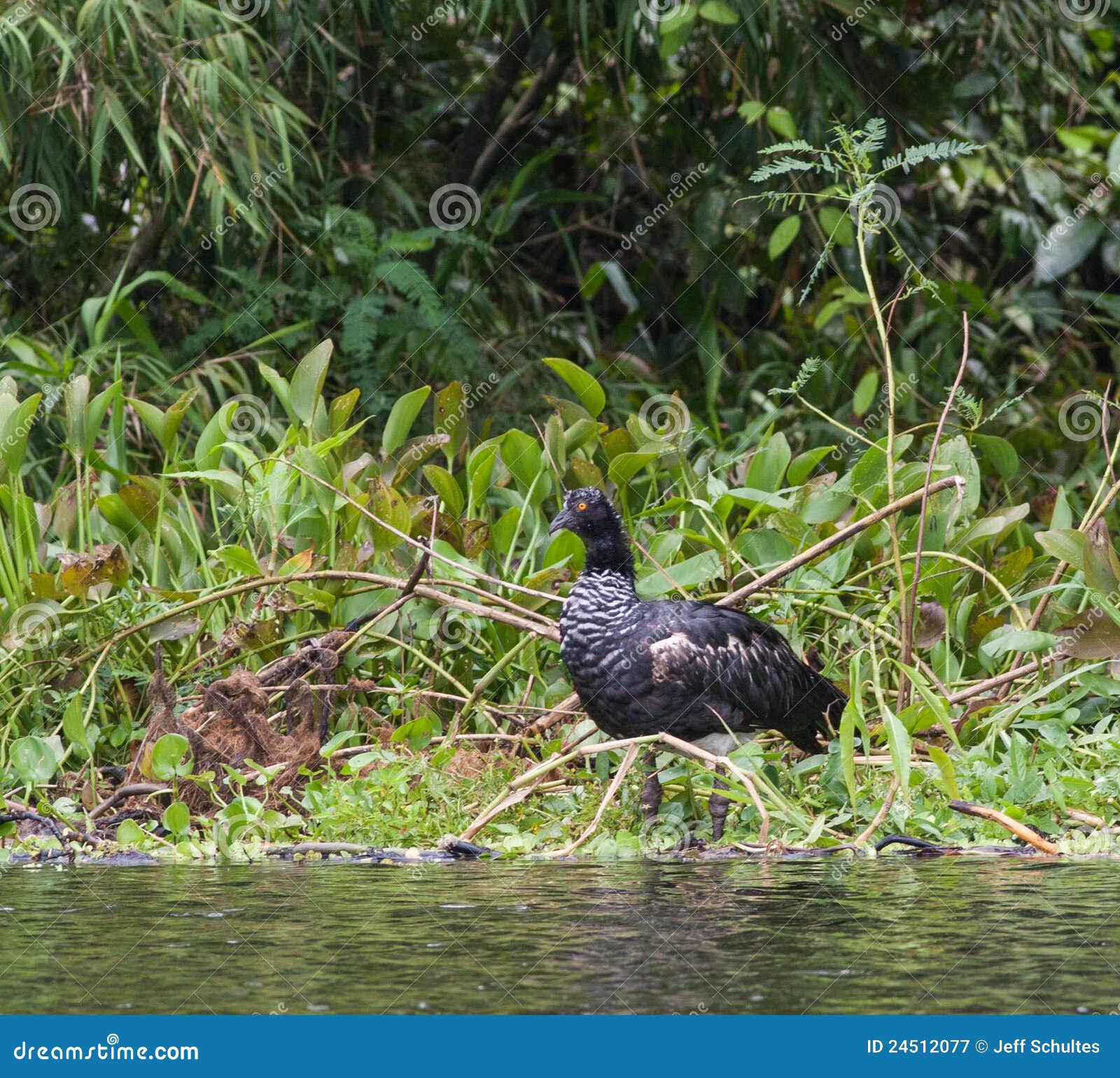 Horned Screamer stock image. Image of cornuta, feathers - 24512077