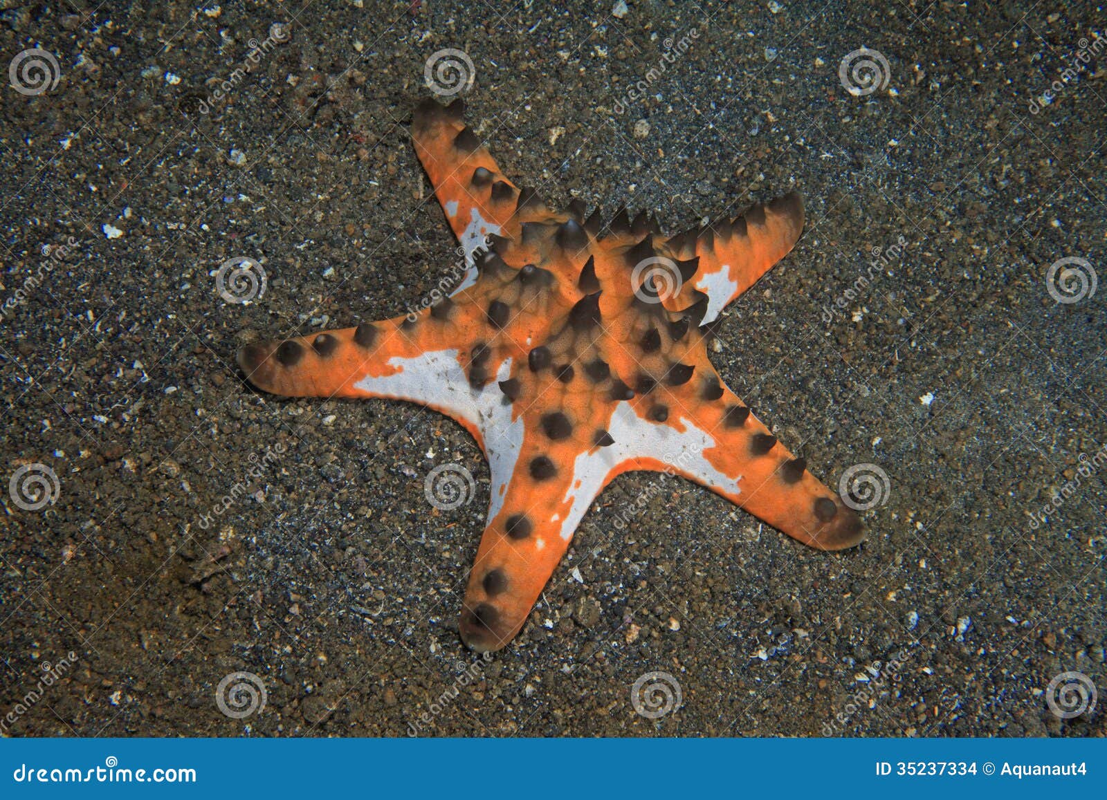 Horned sea star stock photo. Image of diving, nodosus - 35237334