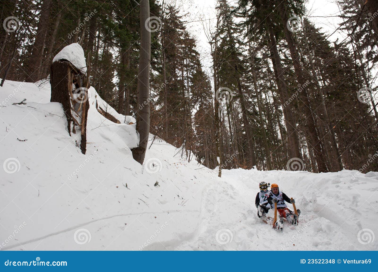Horned Sledge Race 2012 in Turecka, Slovakia Editorial Stock Photo ...