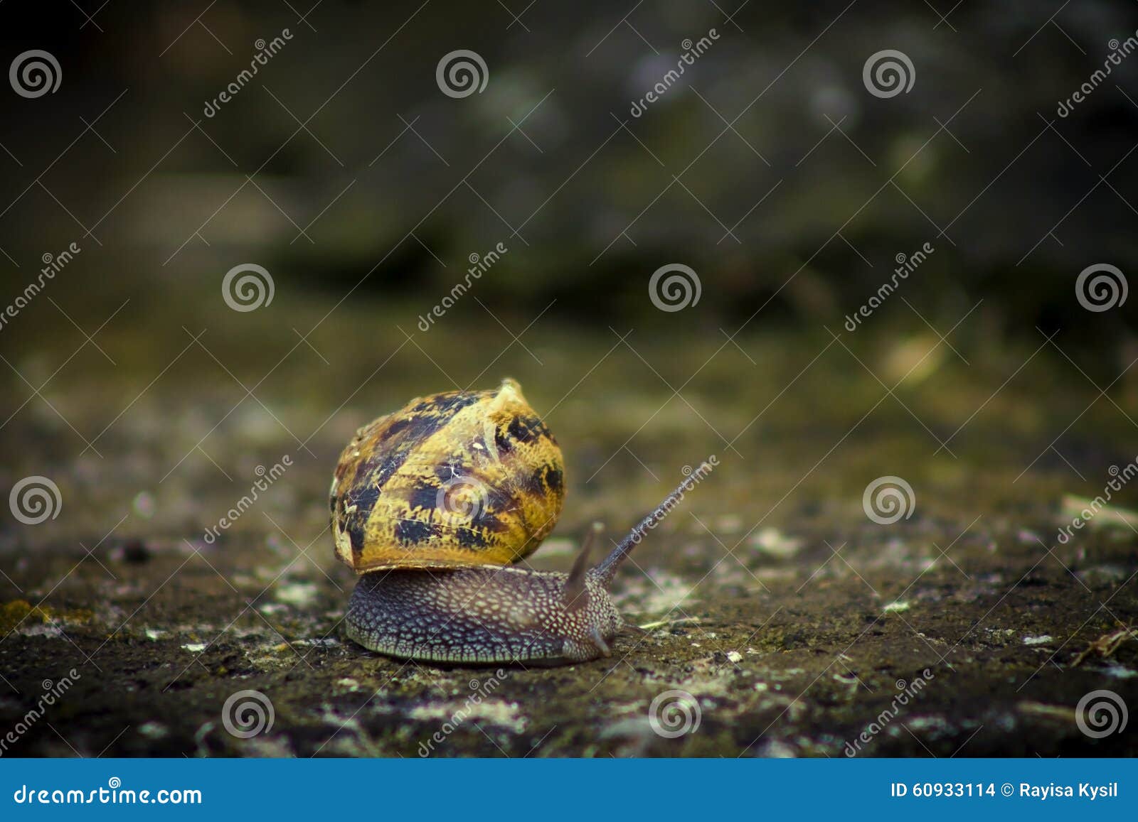 Horned snail stock photo. Image of slow, brown, crawling - 60933114