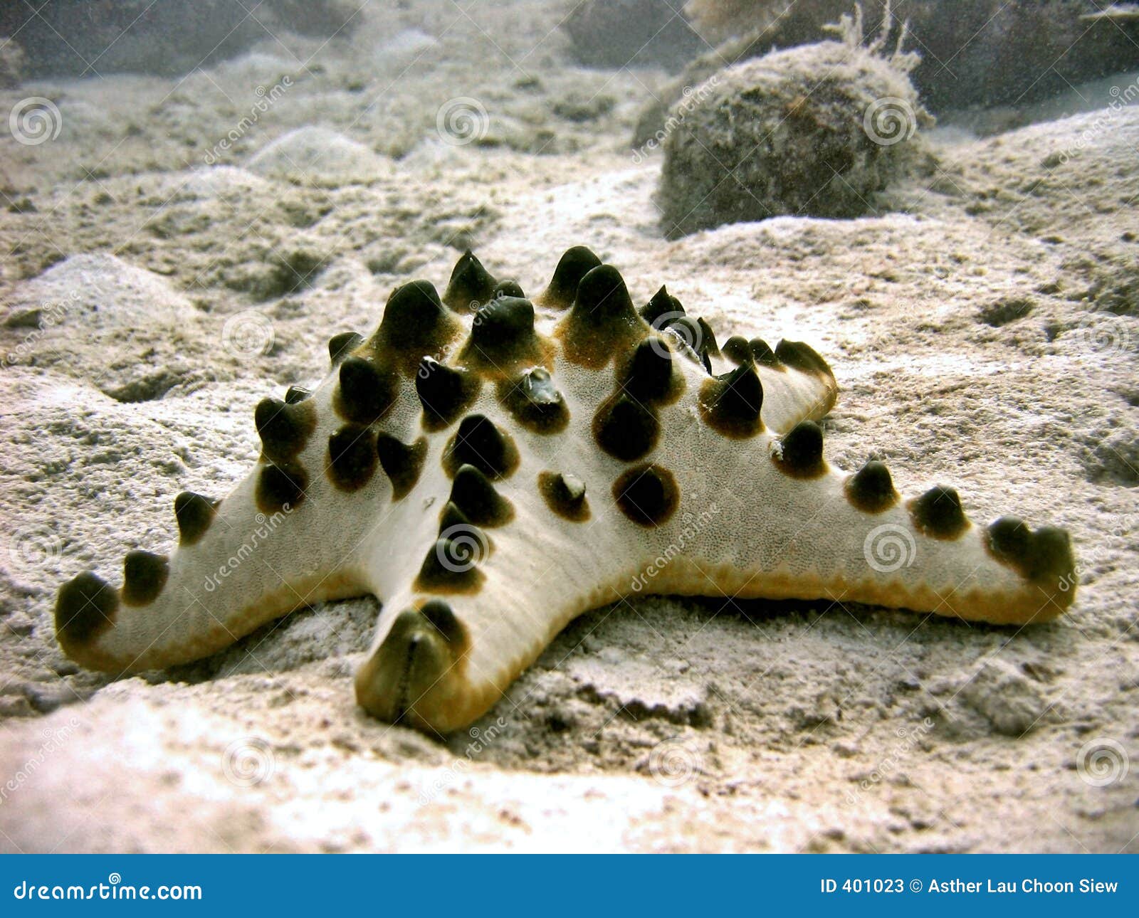 Horned Starfish stock image. Image of bottom, crawler, souvenier - 401023