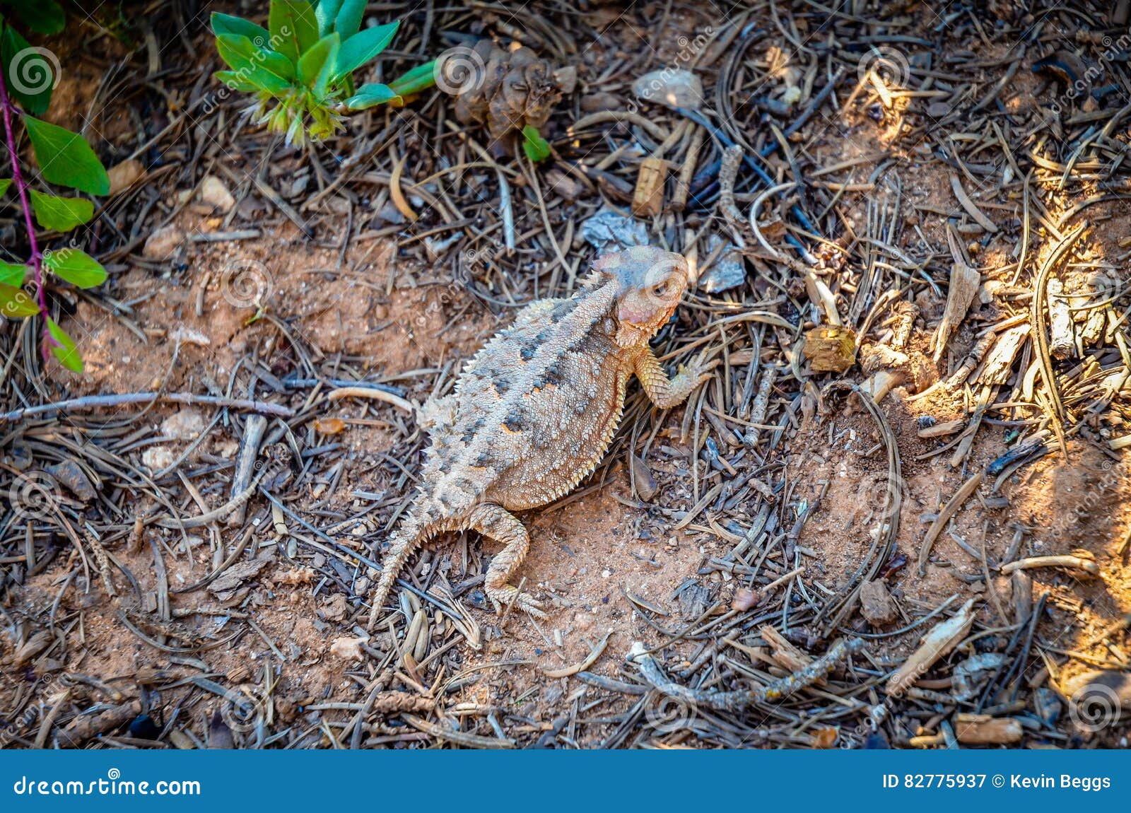 Horned Toad stock image. Image of camouflage, reptile - 82775937