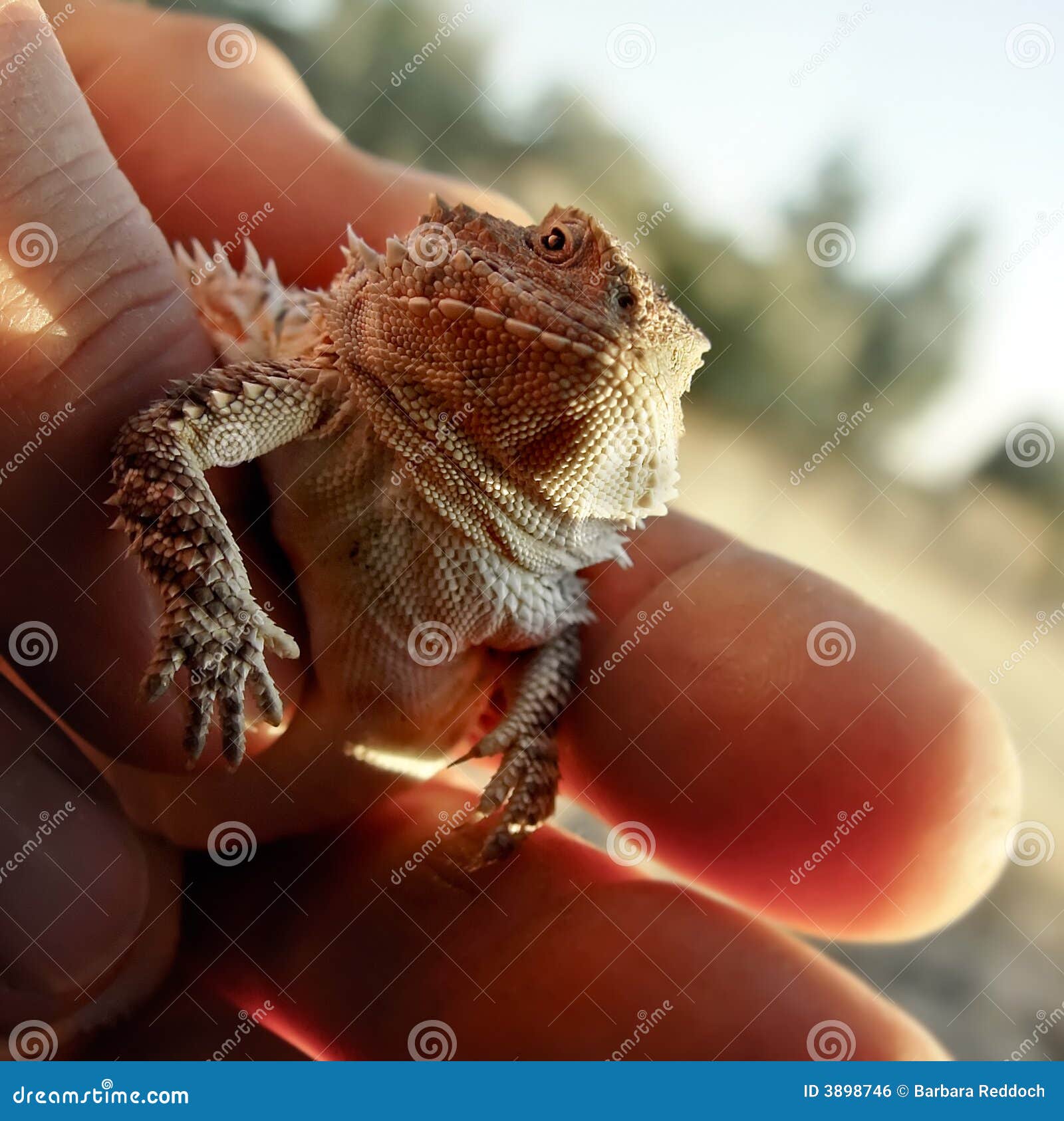 Horned Toad Or Horned Lizard Picture. Image: 3898746