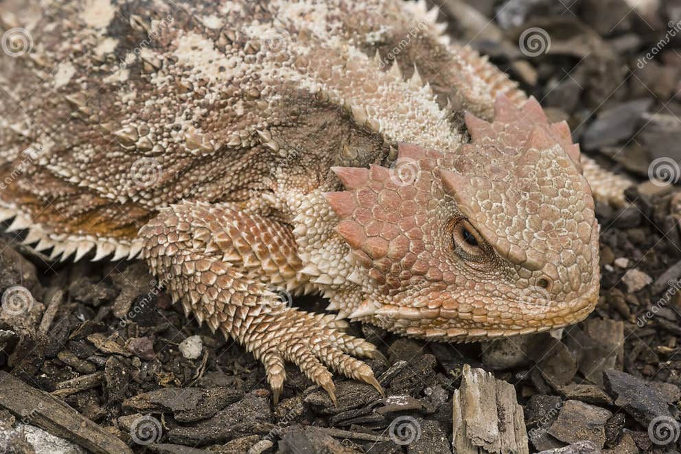 Horned Toad stock image. Image of toad, lizard, basking - 65846145