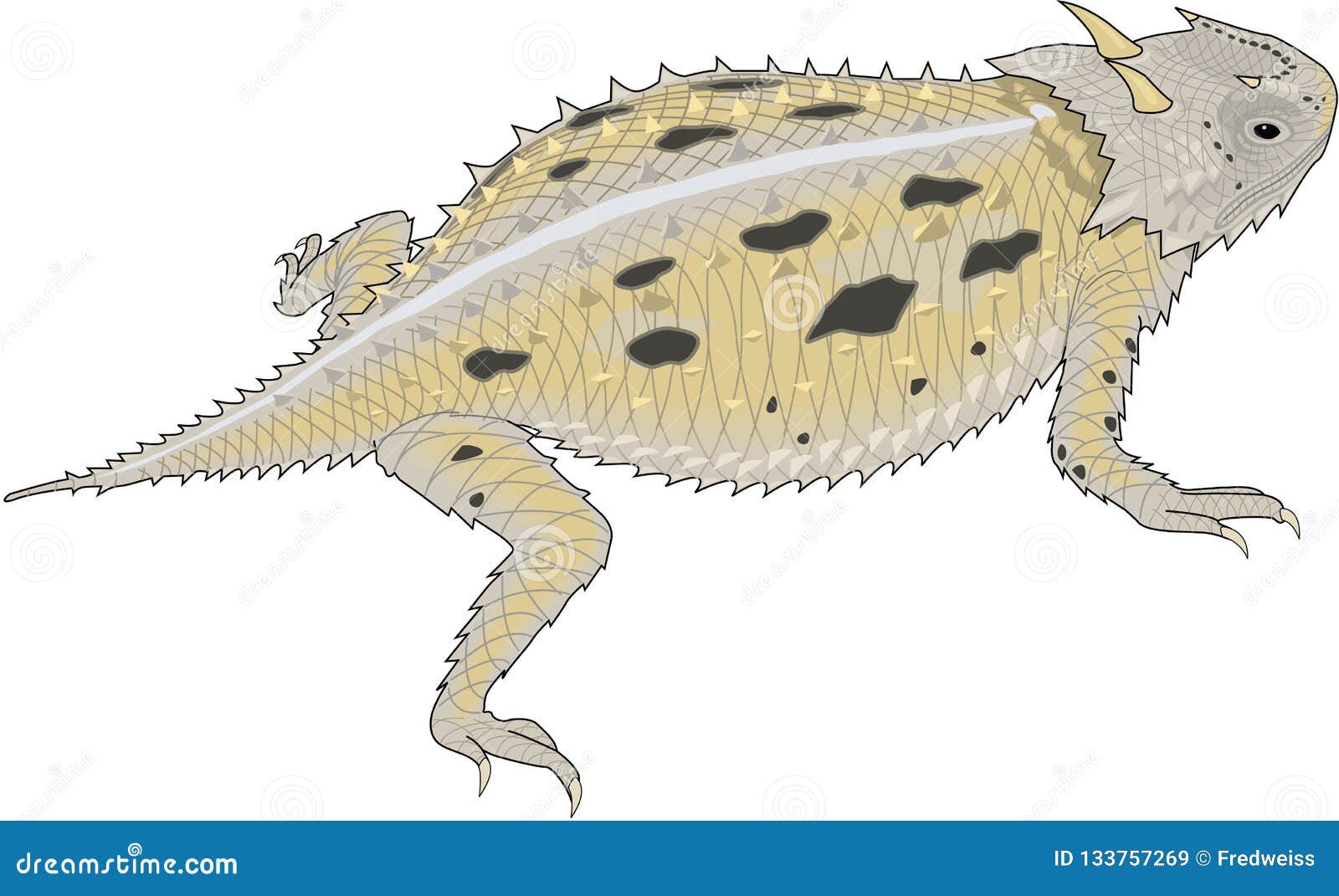 Horned Toad Illustration stock vector. Illustration of wild - 133757269