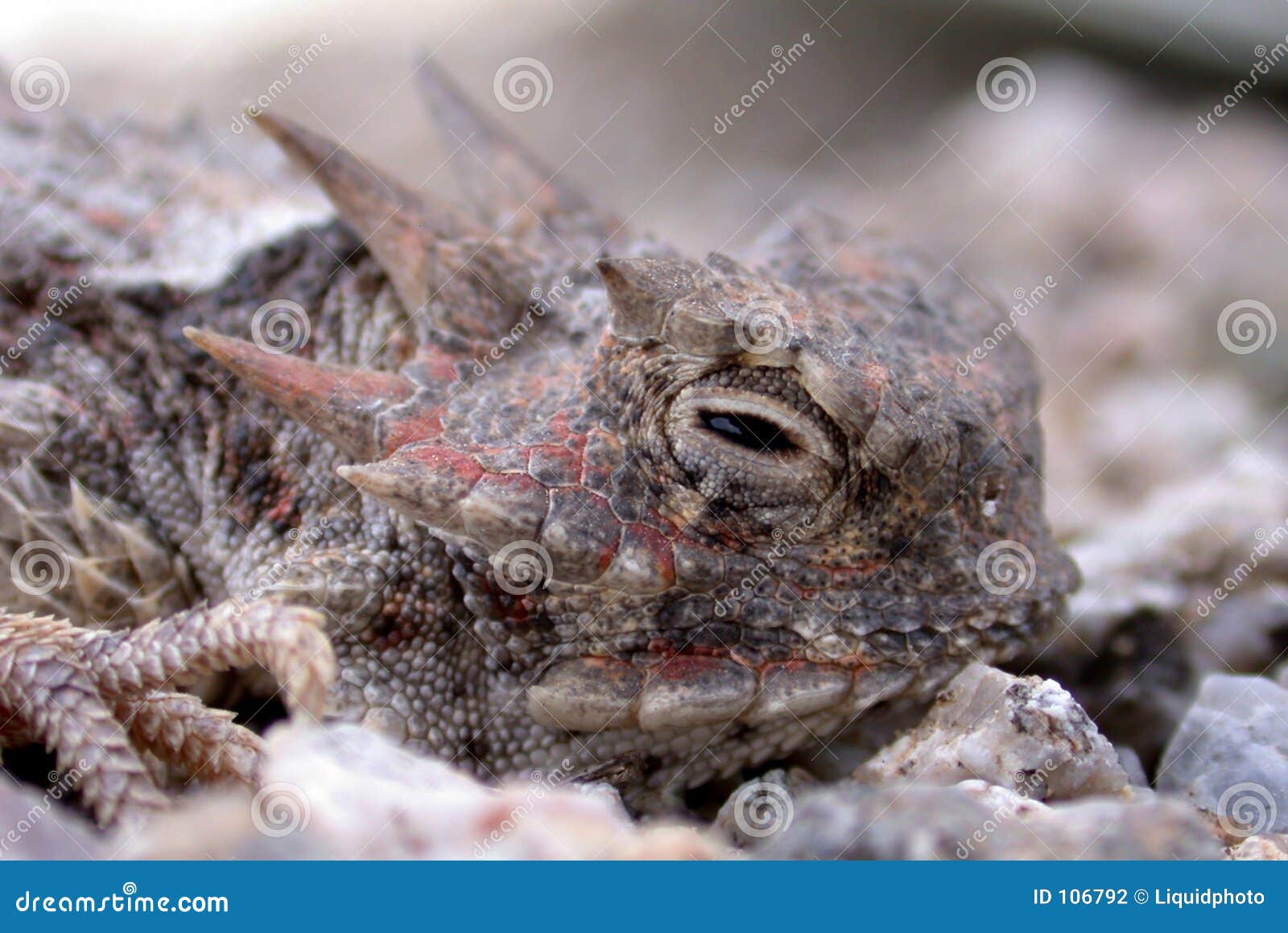 Horned Toad Lizard stock photo. Image of wildlife, spines - 106792