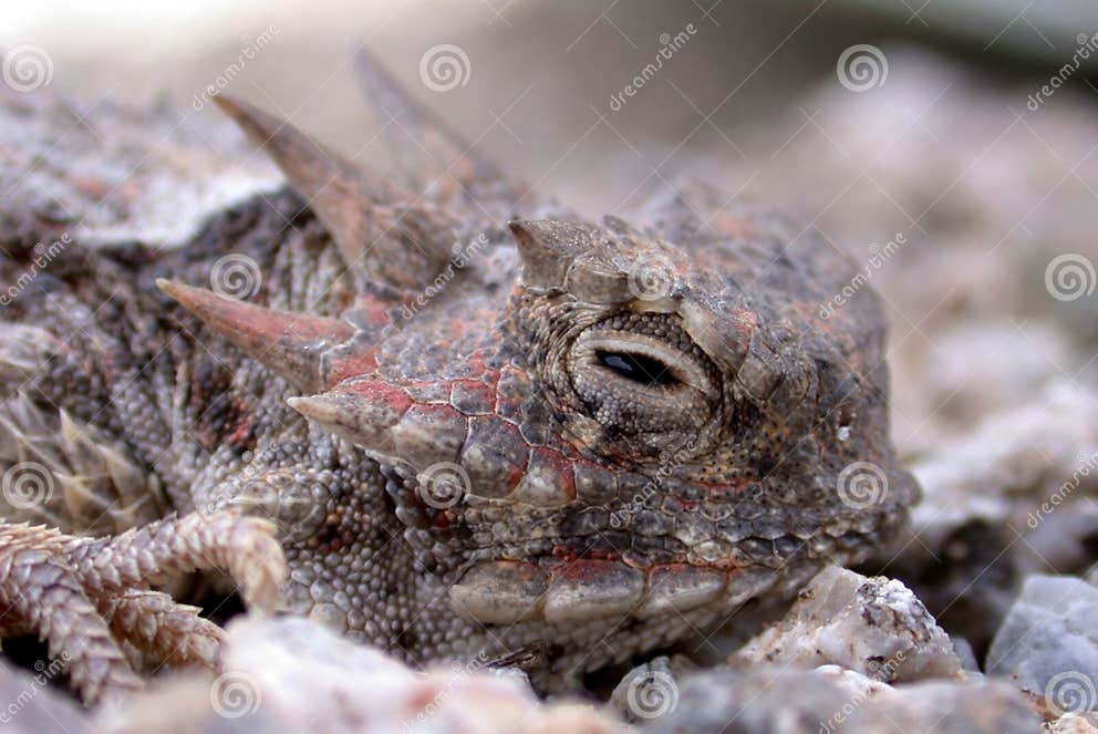 Horned Toad Lizard stock photo. Image of wildlife, spines - 106792