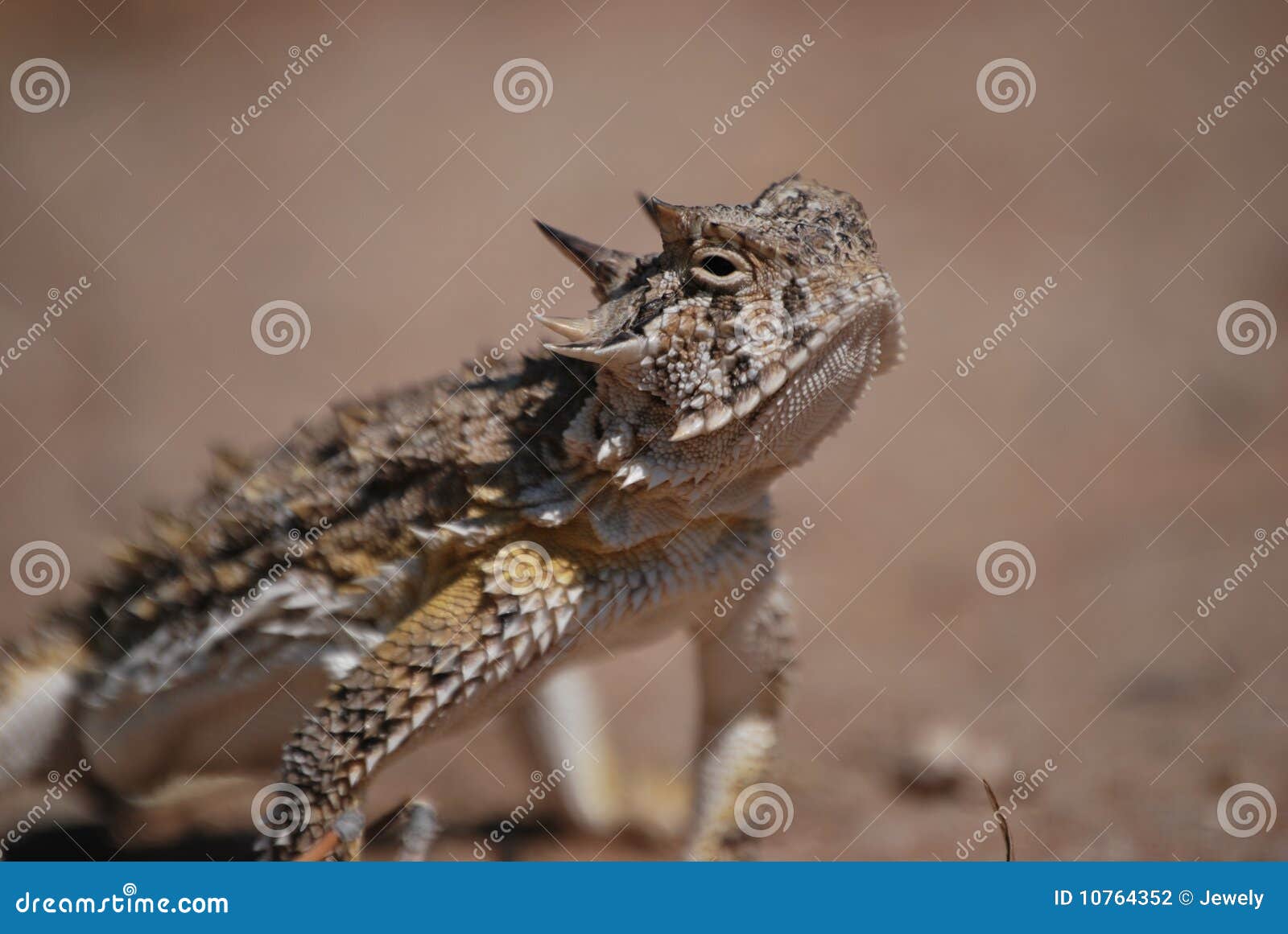 Horned toad lizard 2 stock photo. Image of horns, ants - 10764352
