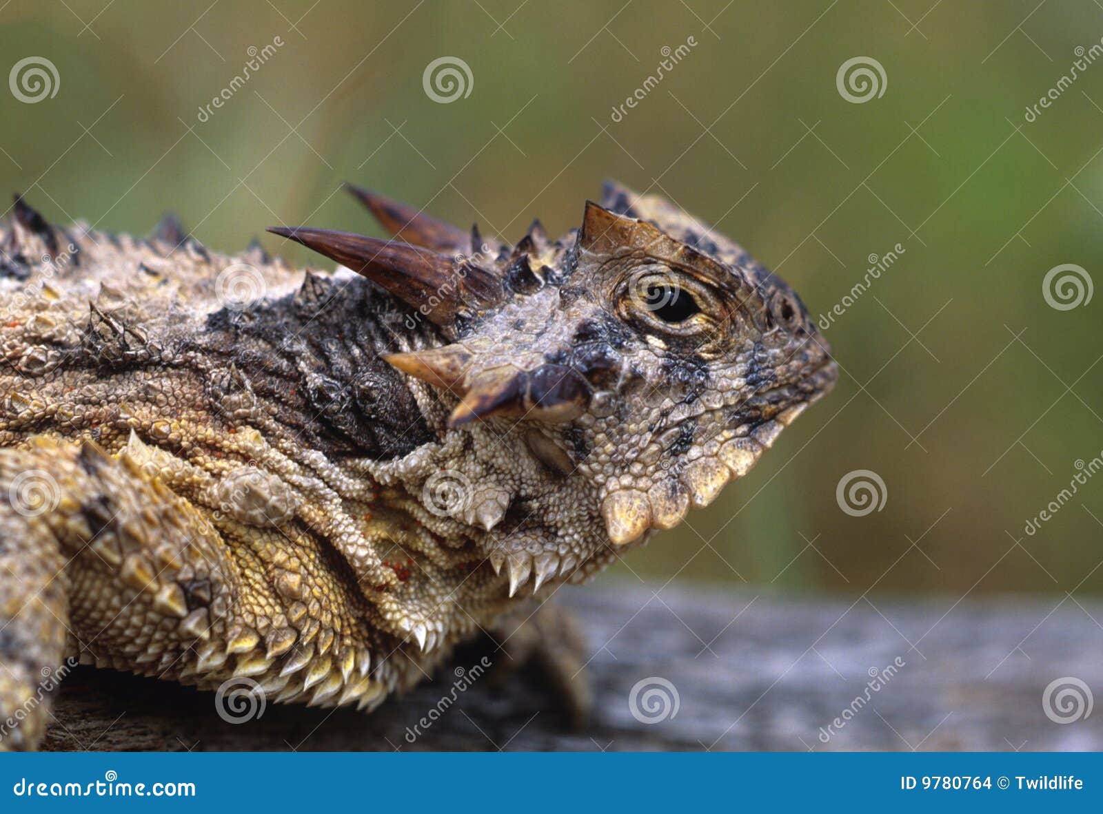 Horned Toad Portrait stock photo. Image of lizard, wild - 9780764