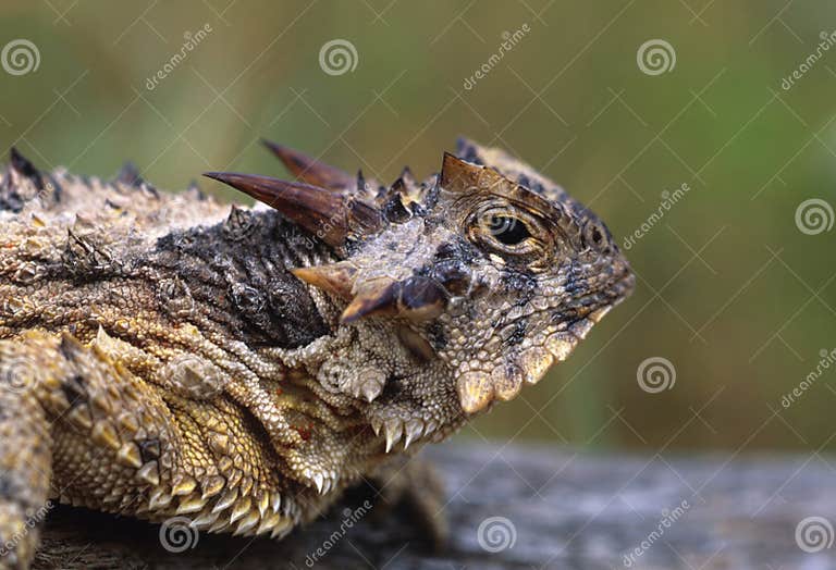 Horned Toad Portrait stock photo. Image of lizard, wild - 9780764