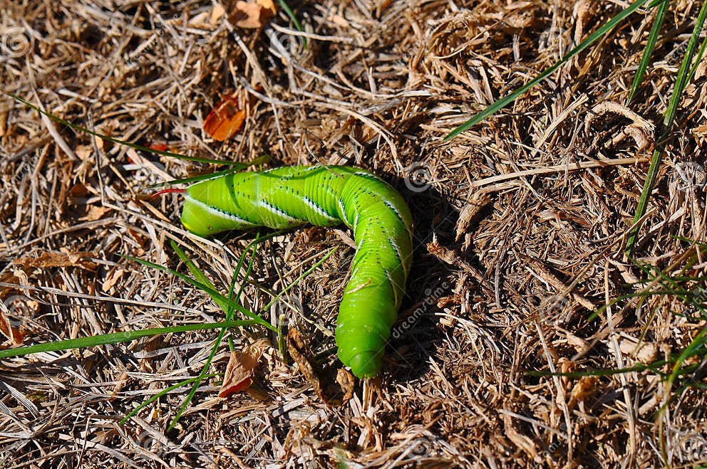 Horned tomato worm stock image. Image of grass, insect - 16343737