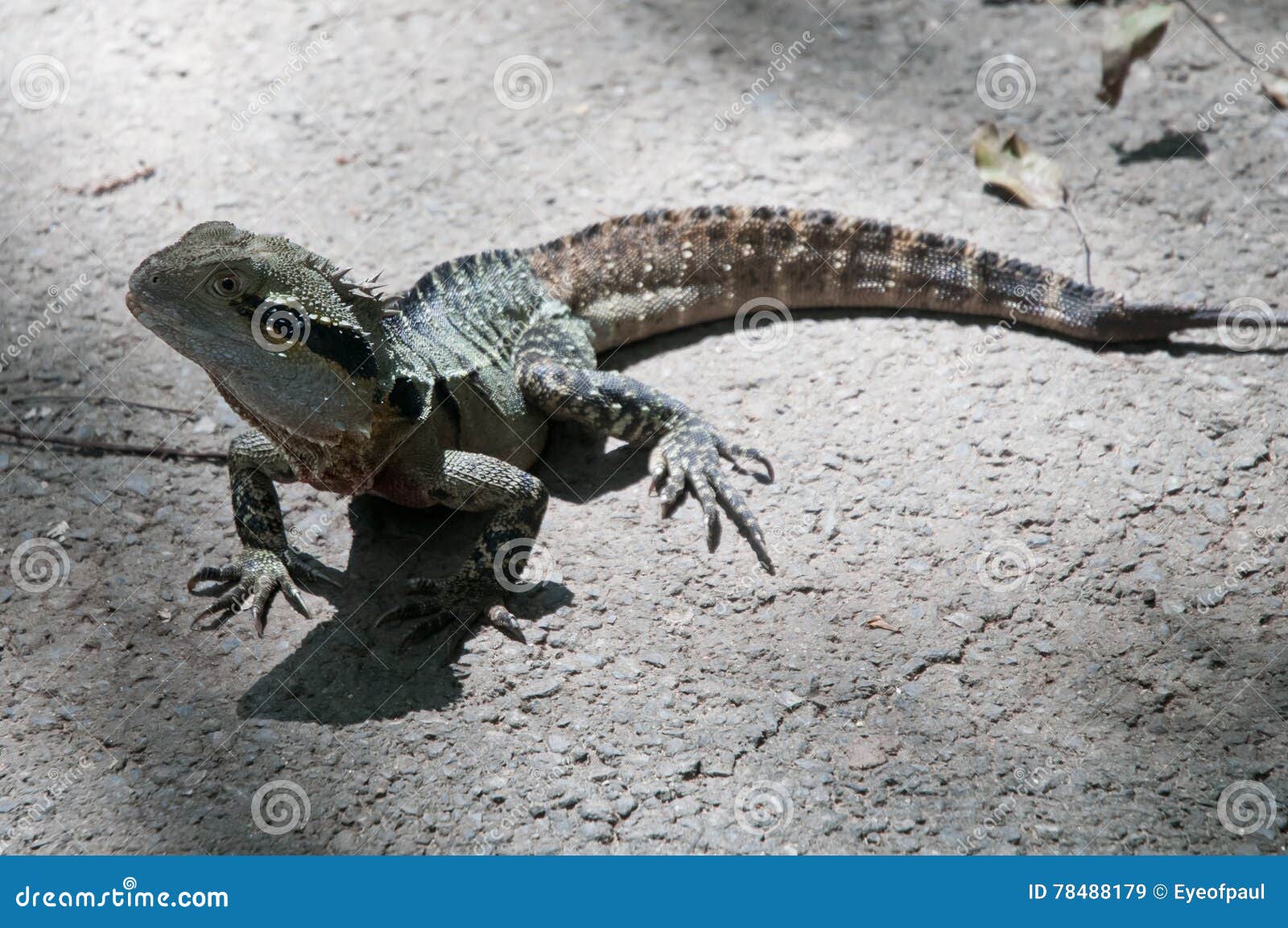 Horned-tree Green Lizard on the Ground Stock Image - Image of anima ...