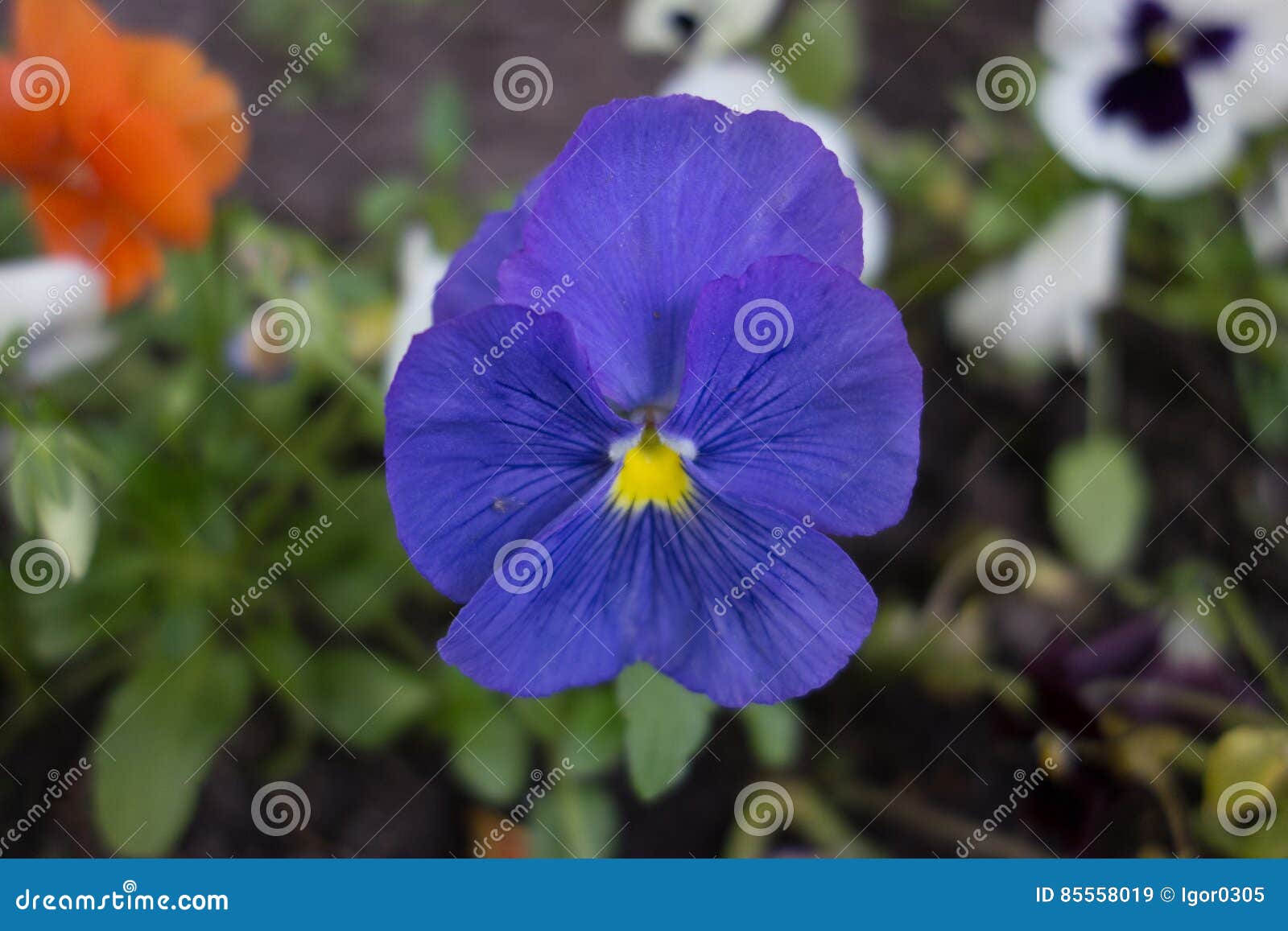 Horned Violet. Viola Cornuta Stock Image - Image of closeup, macro ...