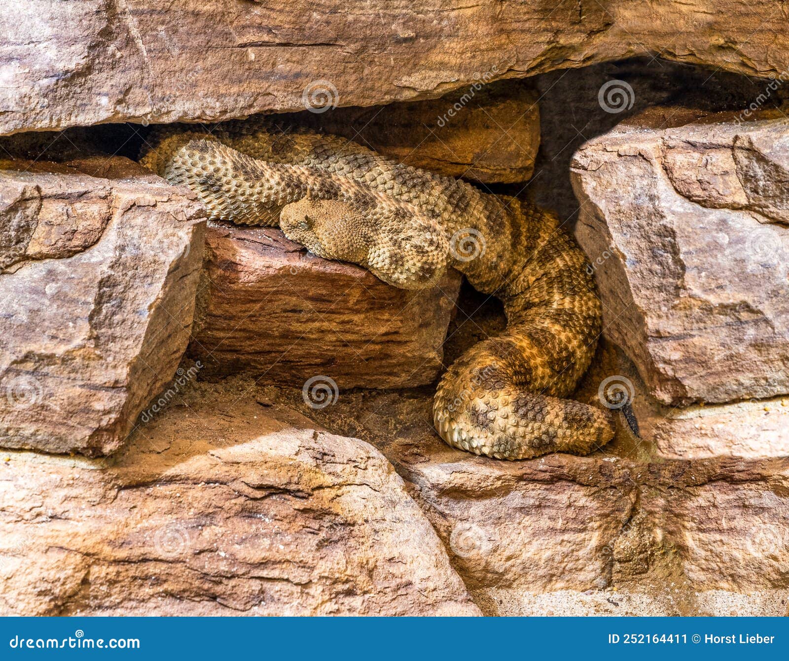 Horned Viper, Long-nosed Viper or Common Sand Adder Vipera Ammodytes ...