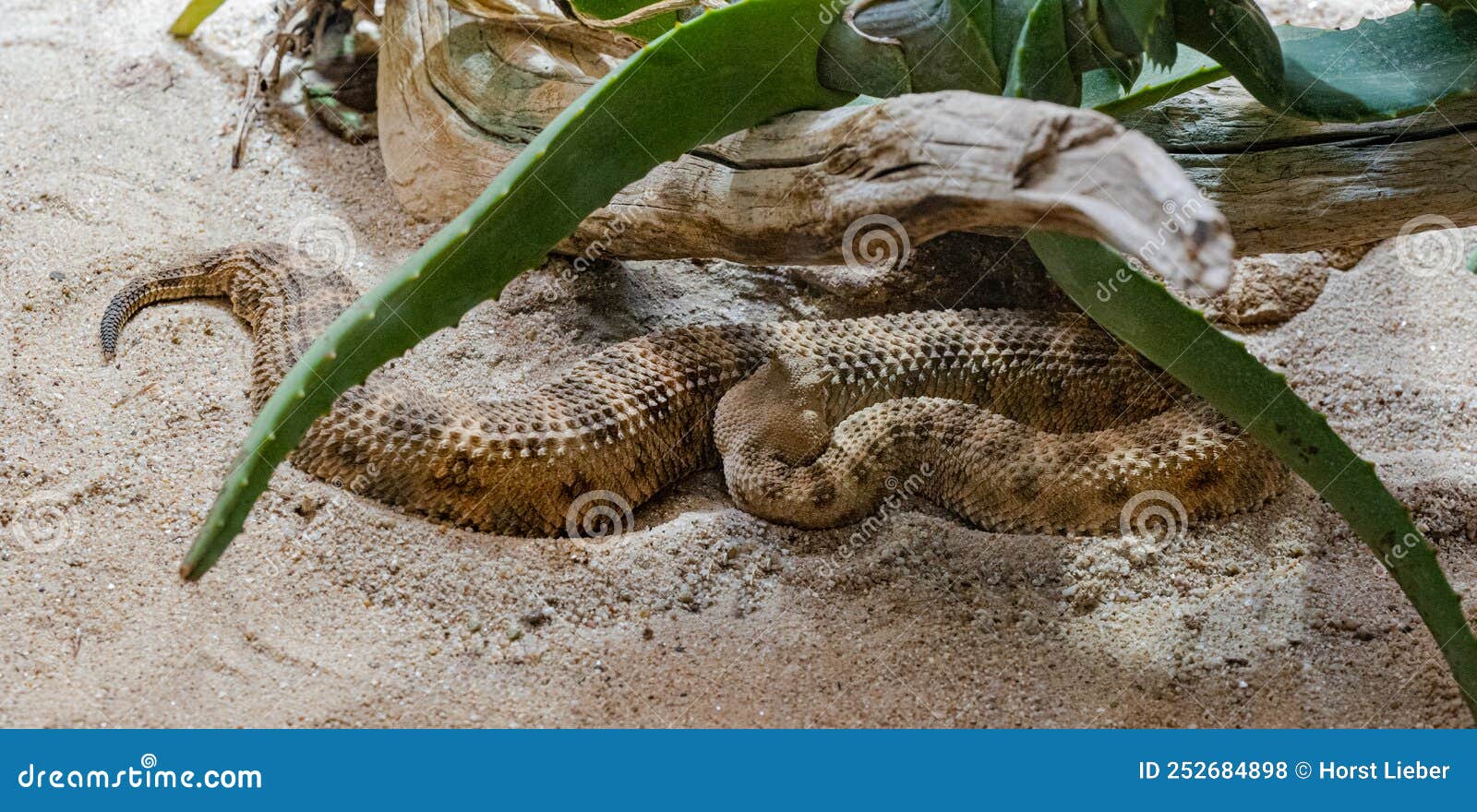 Horned Viper, Long-nosed Viper or Common Sand Adder Vipera Ammodytes ...