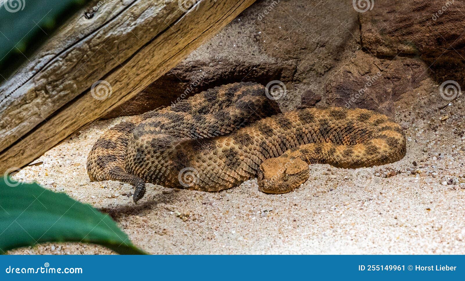 Horned Viper, Long-nosed Viper or Common Sand Adder Stock Image - Image ...