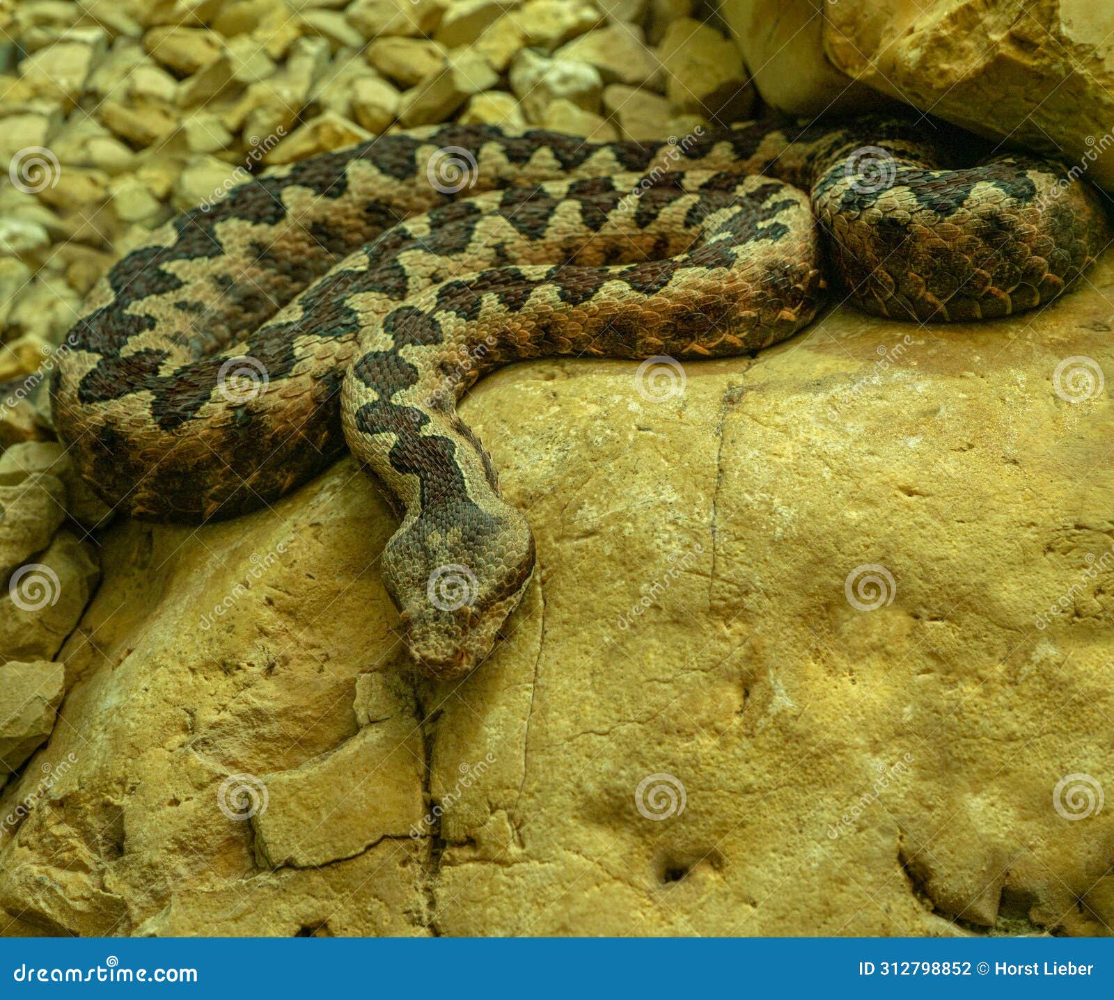 Common Sand Viper Stock Photography | CartoonDealer.com #27872900