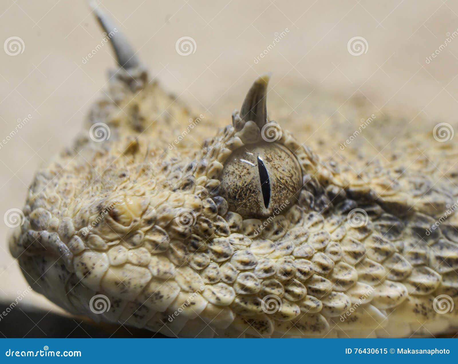Horned viper macro stock image. Image of nnorthern, snake - 76430615
