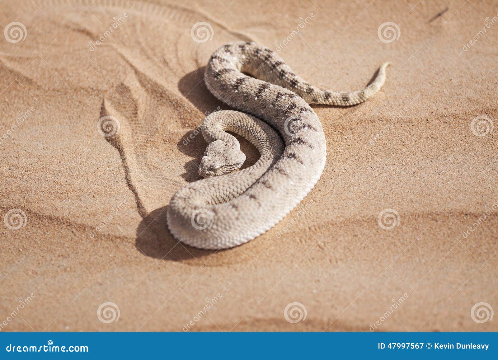 Arabian Horned Viper