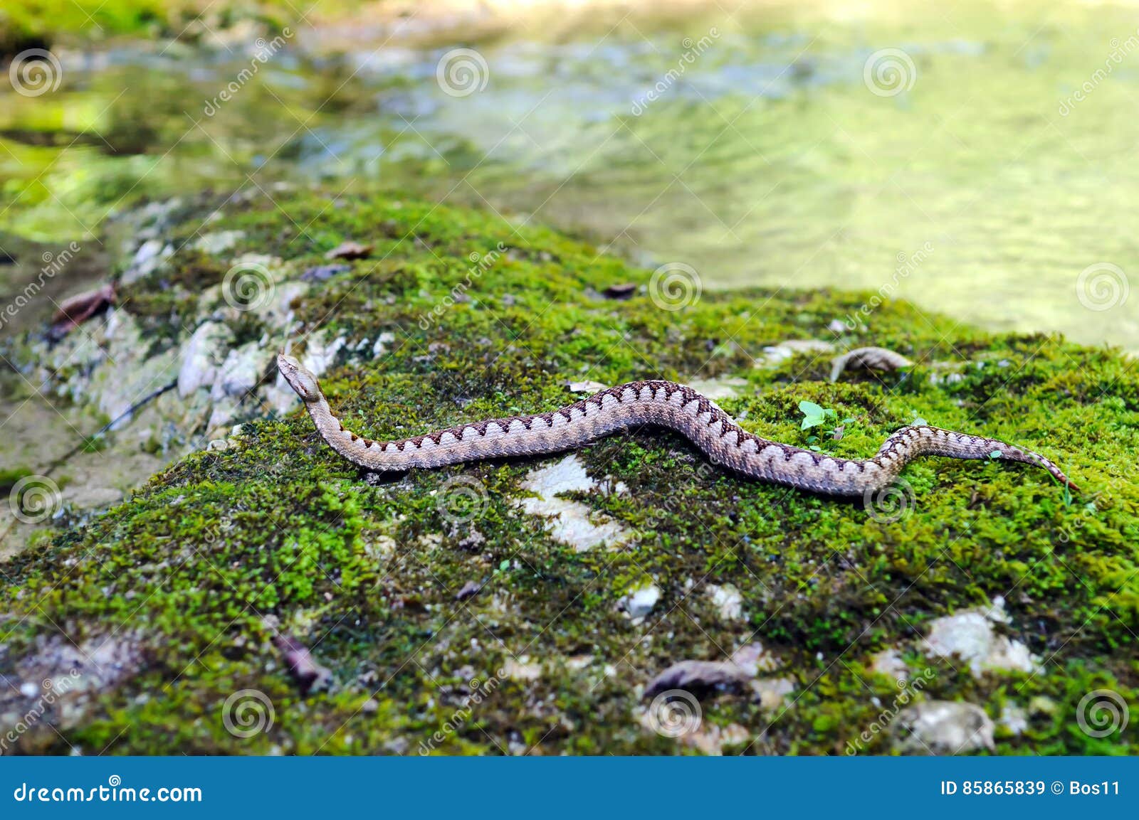Asp Viper, Vipera Aspis, Adult Standing On Rock, Venomous Snake In ...