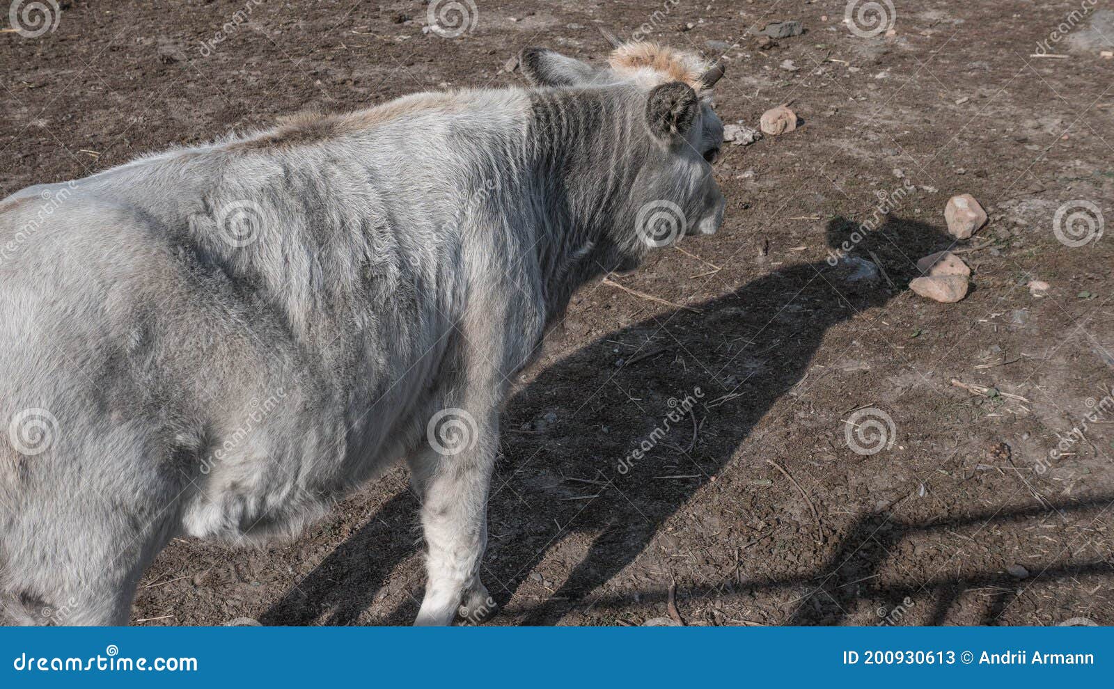 Horned White Cow Rear View. White Bull. Stock Image - Image of ...