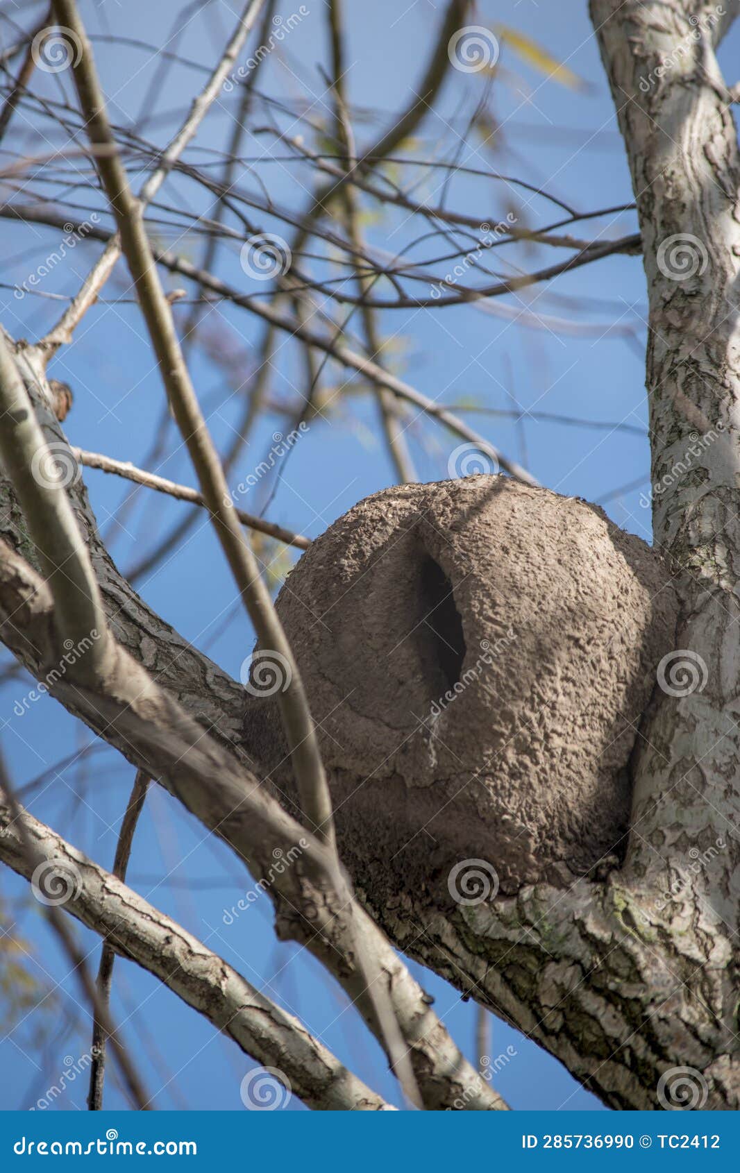Rufus Nest in the Branches of an Autumnal Tree Stock Photo - Image of ...