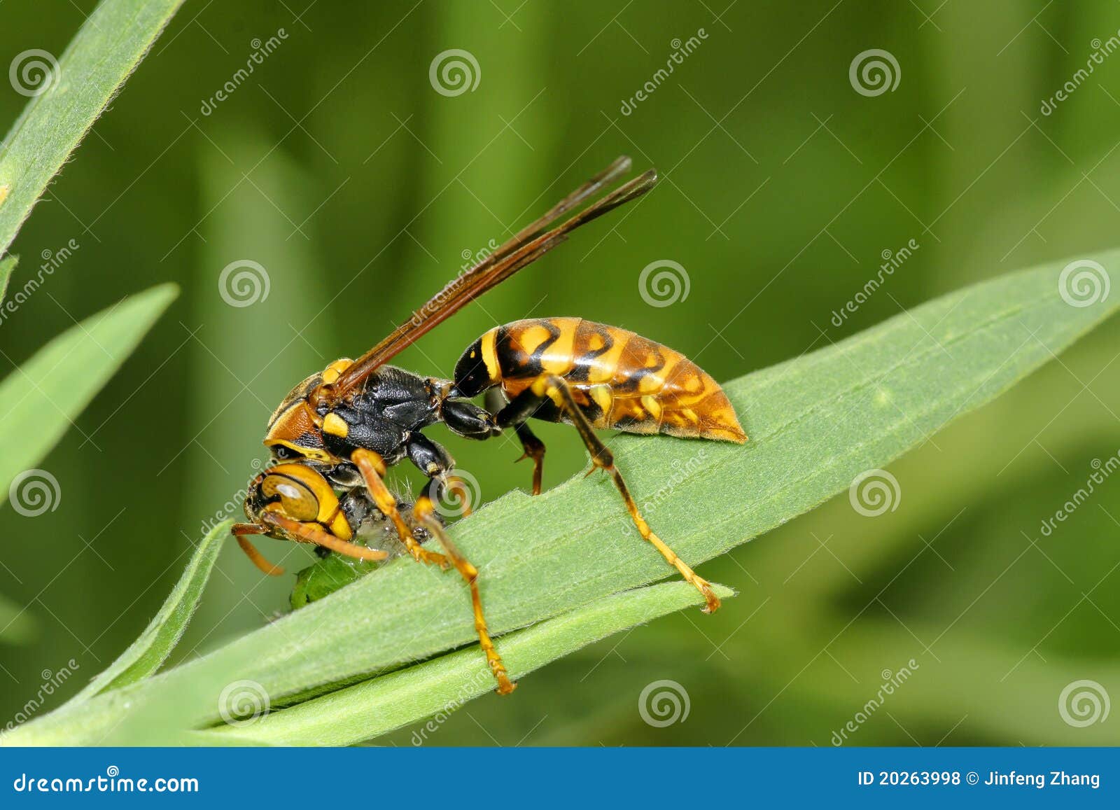 Hornet stock photo. Image of bugs, danger, grass, dangerous - 20263998