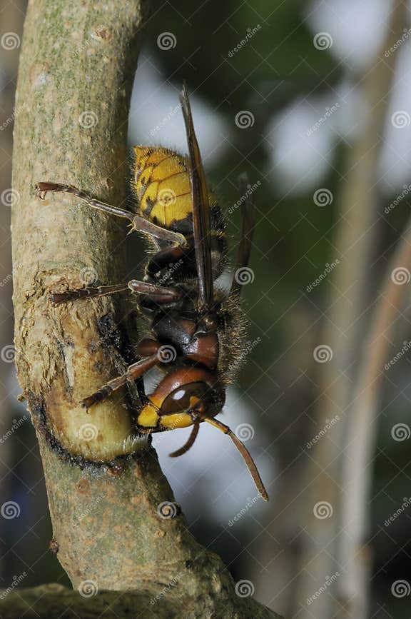 Hornet stock image. Image of zoology, insects, curl, insect - 25141827
