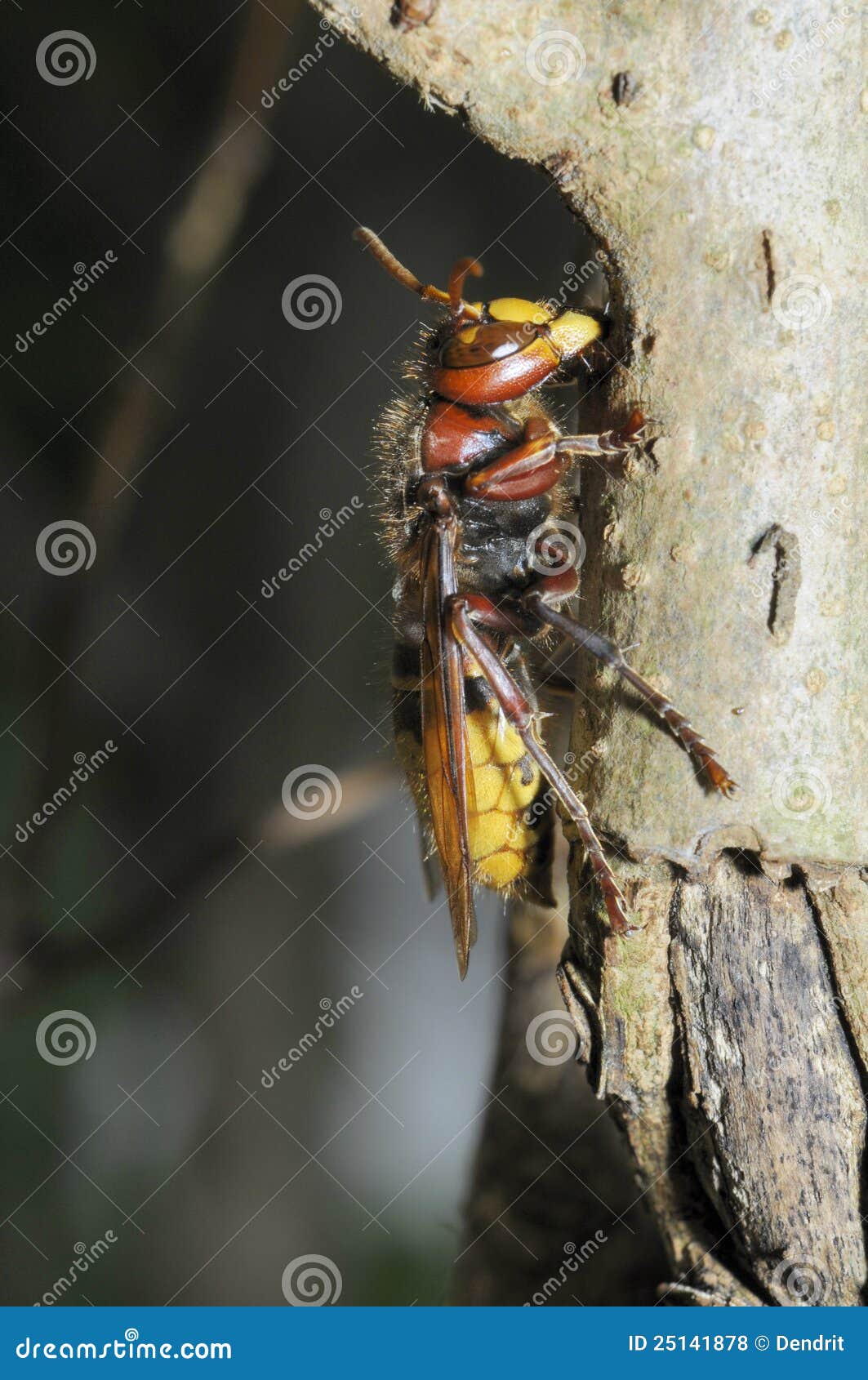 Hornet stock photo. Image of wasp, curl, animals, insect - 25141878