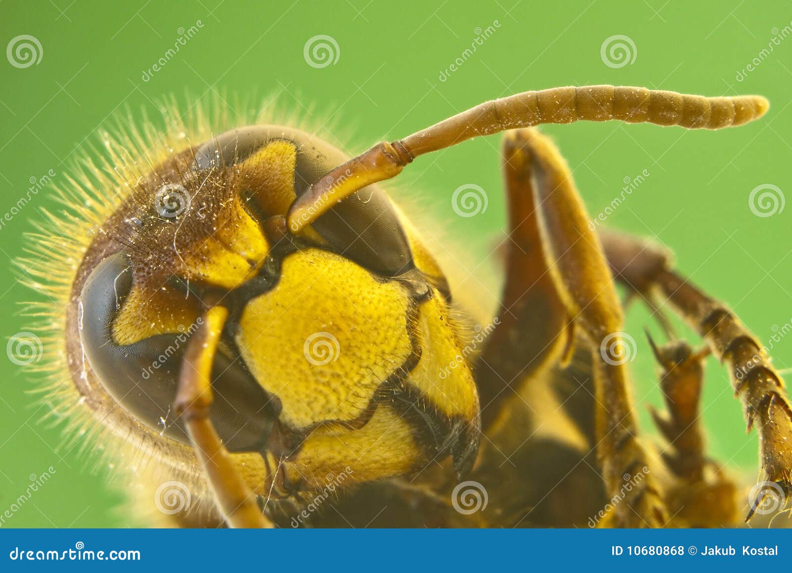 Hornet close-up stock photo. Image of wing, insect, predator - 10680868