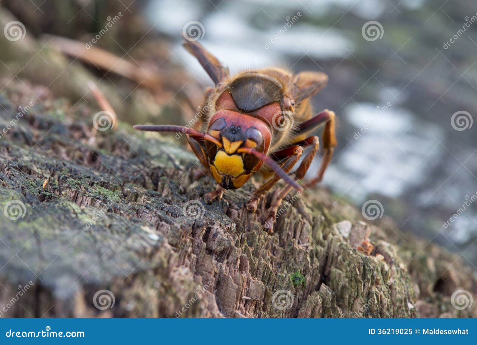 Hornet close-up stock image. Image of details, nature - 36219025