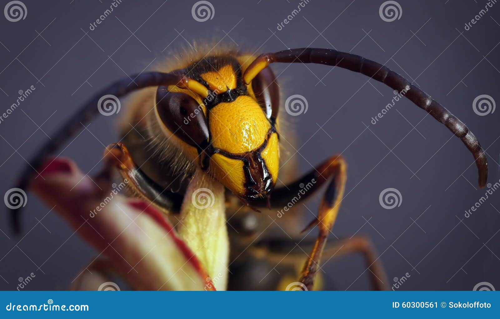 Hornet close up stock image. Image of face, bite, black - 60300561