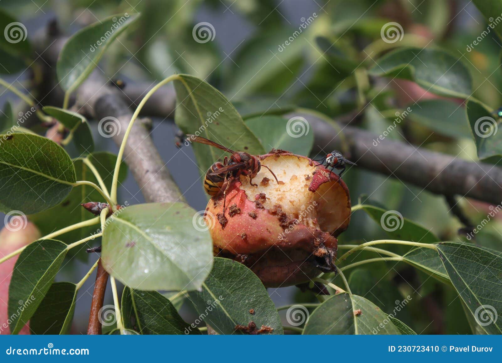 Hornet and Fly Insects Feed on Pears Stock Photo - Image of feeds ...