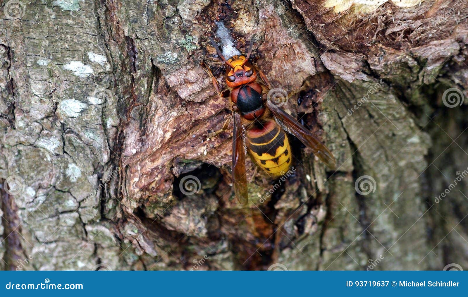 Hornet stock image. Image of wood, outside, close, insects - 93719637