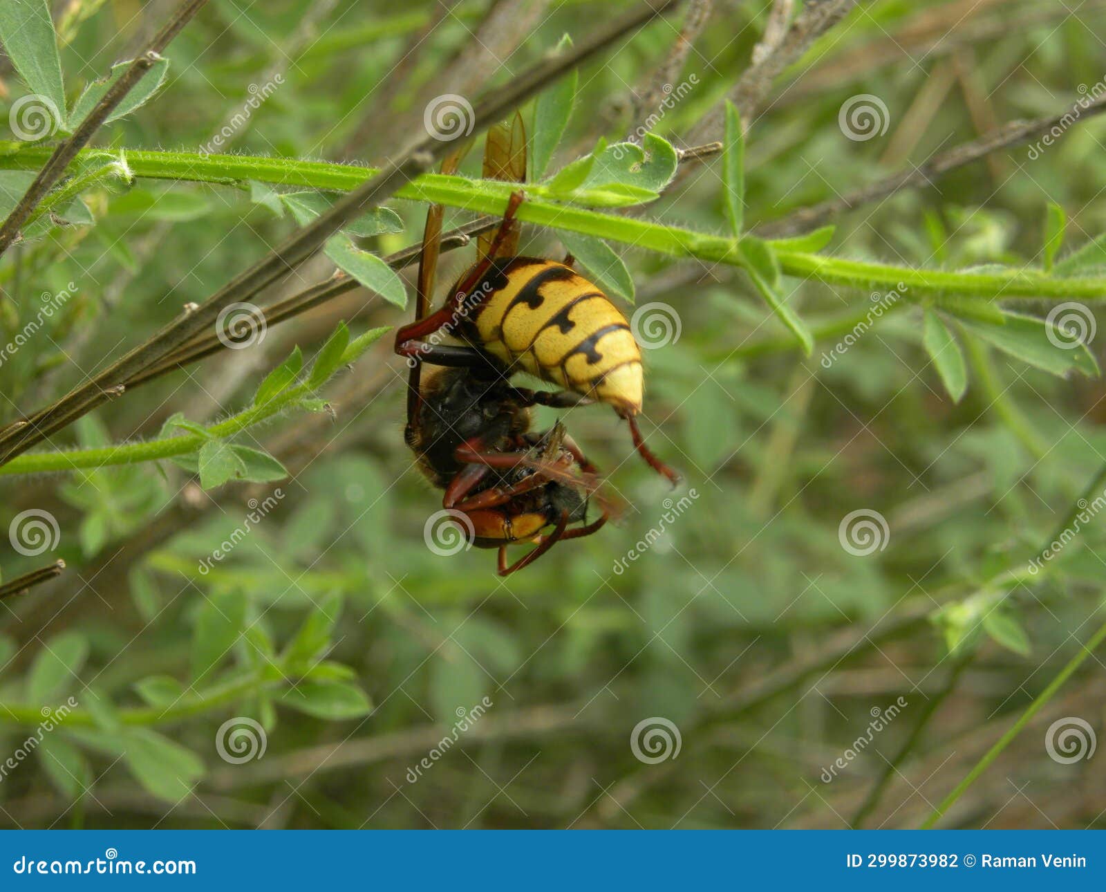 Hornet Insect on a Plant Stem Hanging Upside Down. Stock Photo - Image ...