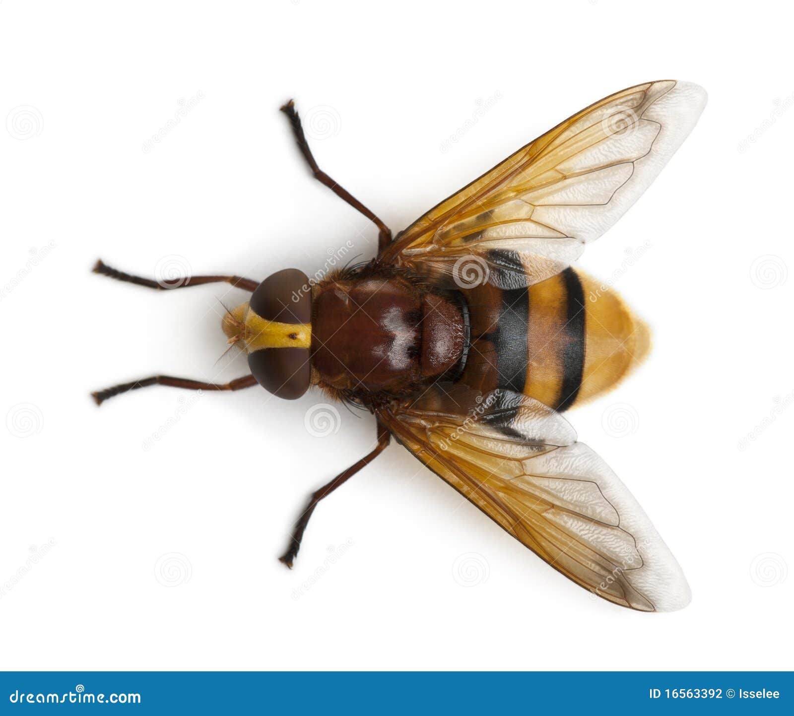 Hoverfly Royalty-Free Stock Photography | CartoonDealer.com #18558431