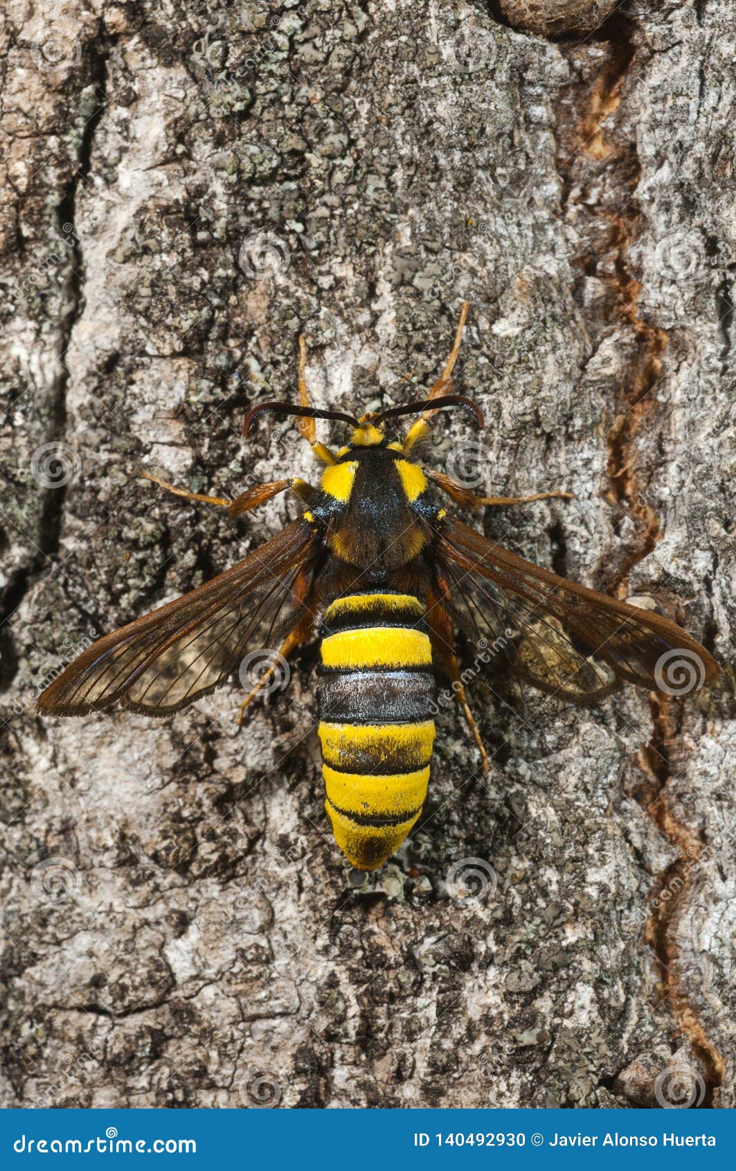 Hornet Moth Sesia Apiformis,butterfly Stock Photo - Image of butterfly ...