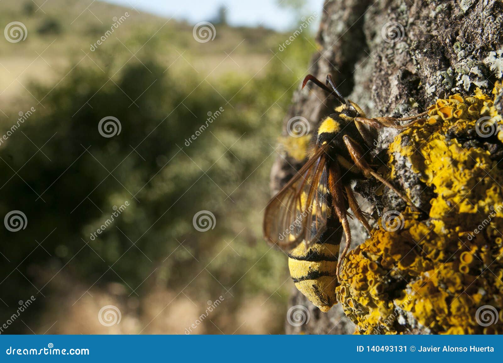 Hornet Moth Sesia Apiformis,butterfly Stock Image - Image of butterfly ...