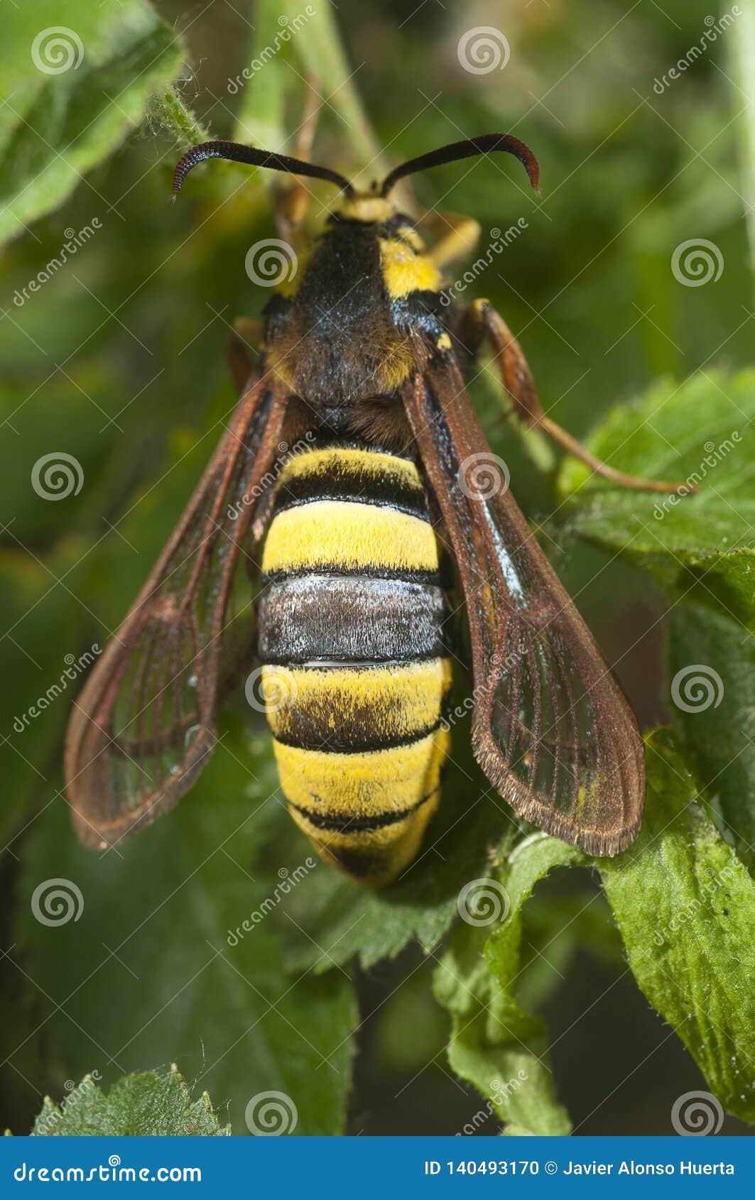 Hornet Moth Sesia Apiformis,butterfly Stock Photo - Image of hornet ...