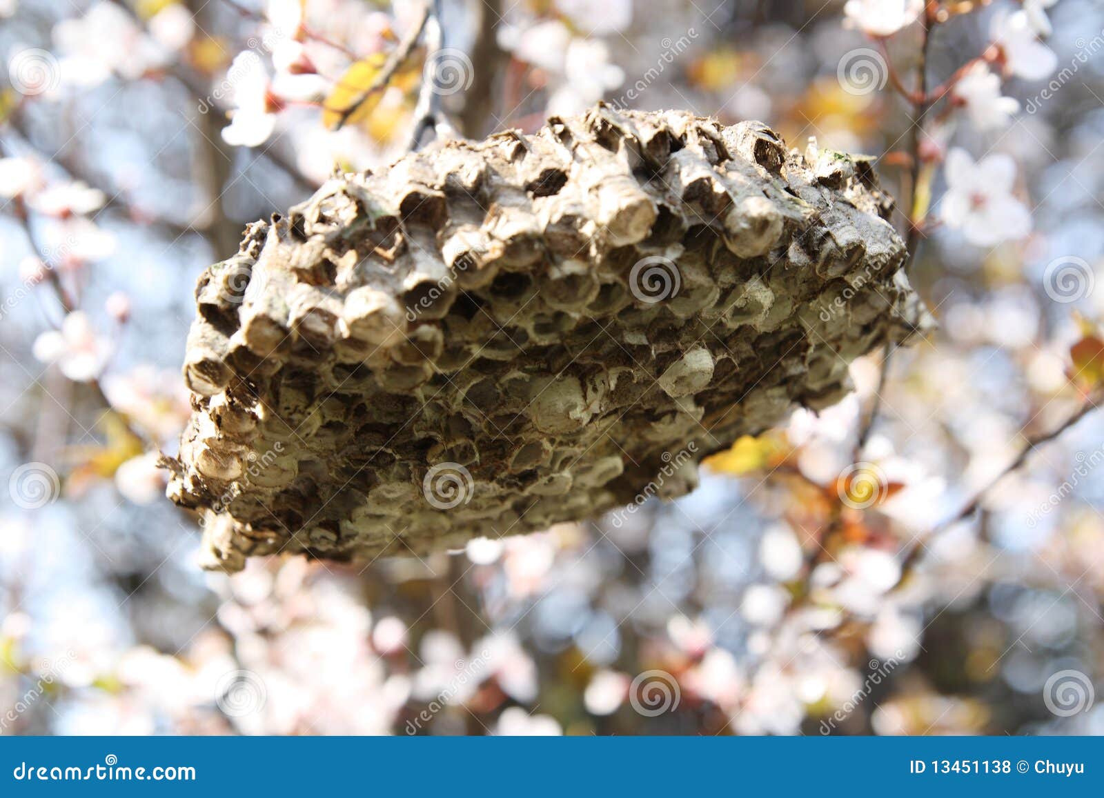 Hornet nest stock photo. Image of blank, object, tree - 13451138