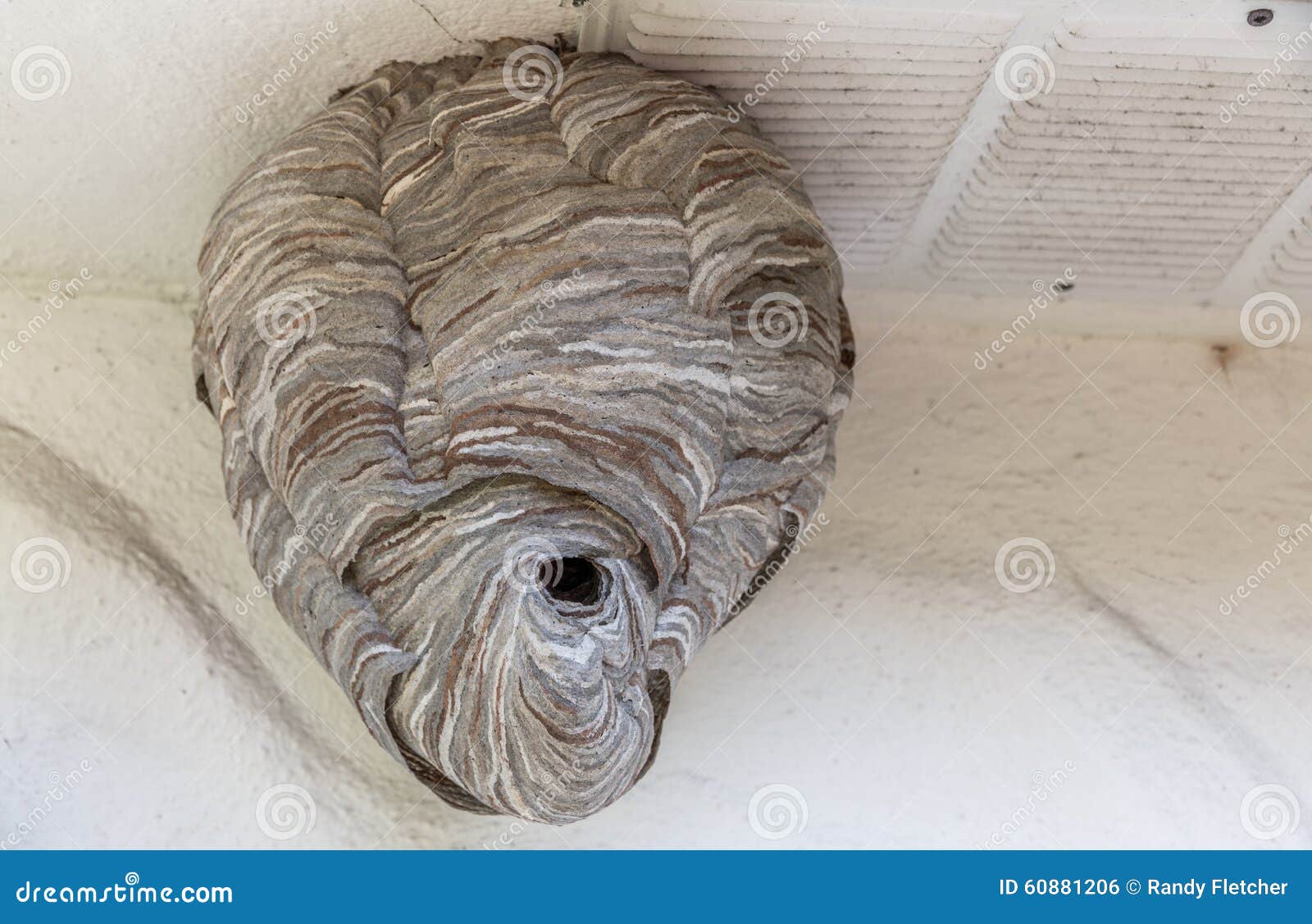 Hornet nest stock photo. Image of home, bugs, engineering - 60881206