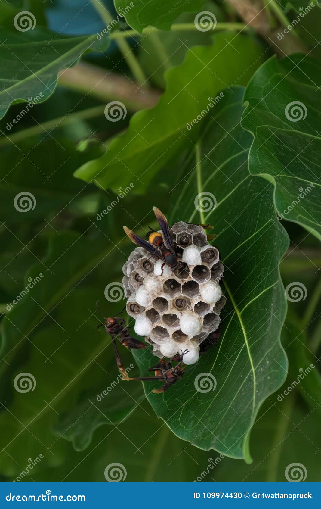 Hornet Nest stock photo. Image of animal, colony, bugs - 109974430